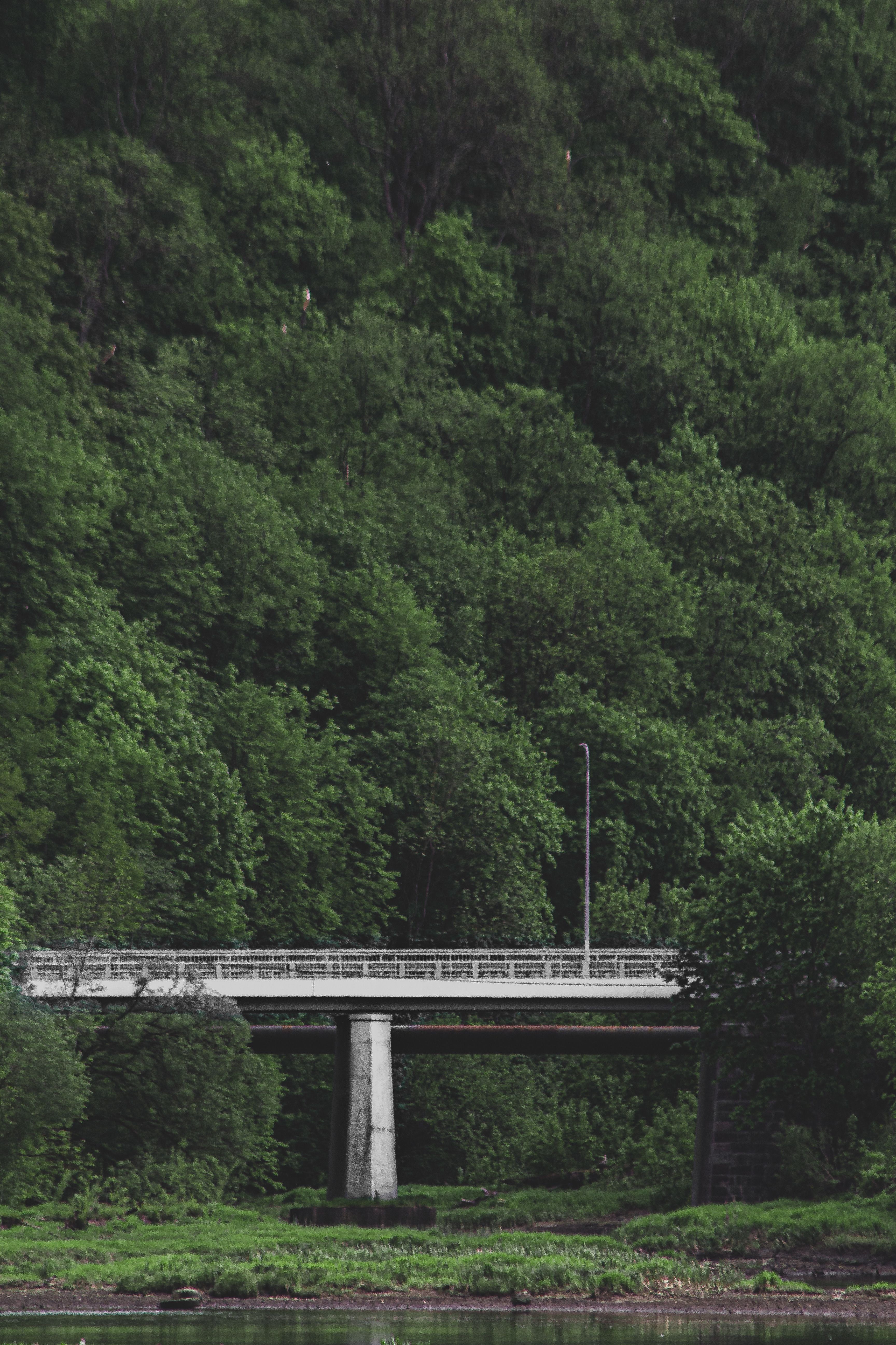 White Bridge over Green Trees · Free Stock Photo