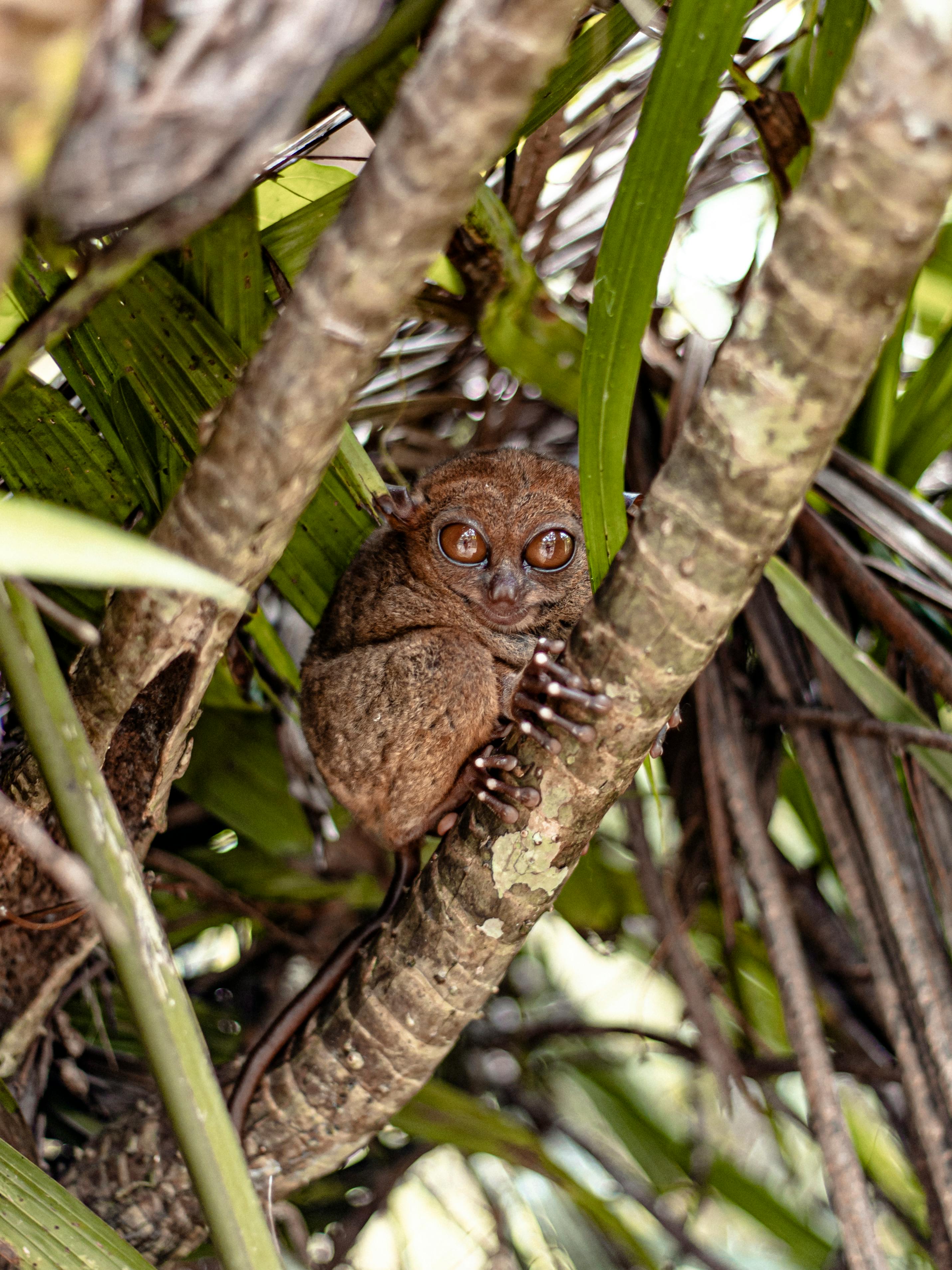 Philippine Tarsier Photos, Download The BEST Free Philippine Tarsier ...