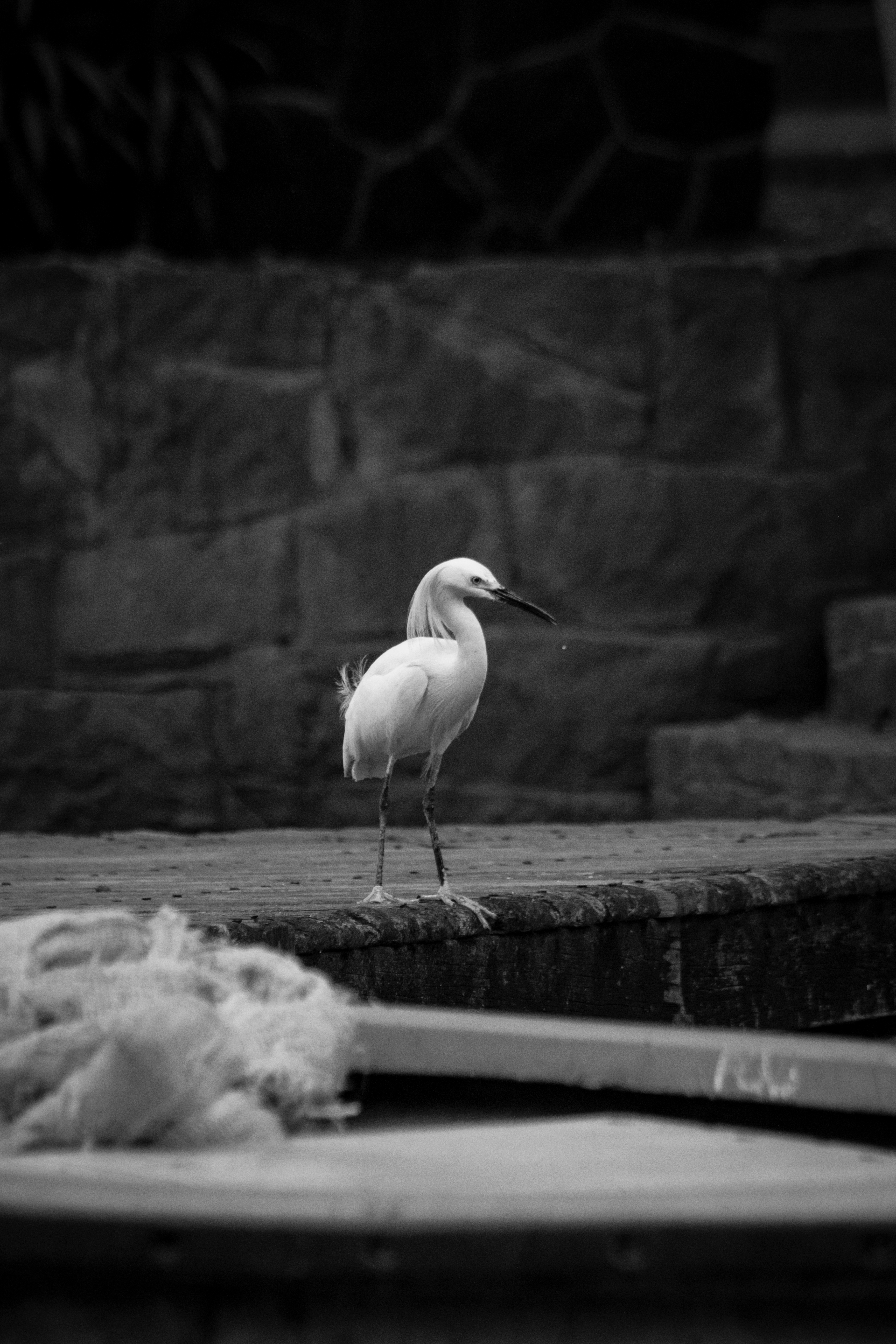 A White Bird in Grayscale Photography · Free Stock Photo