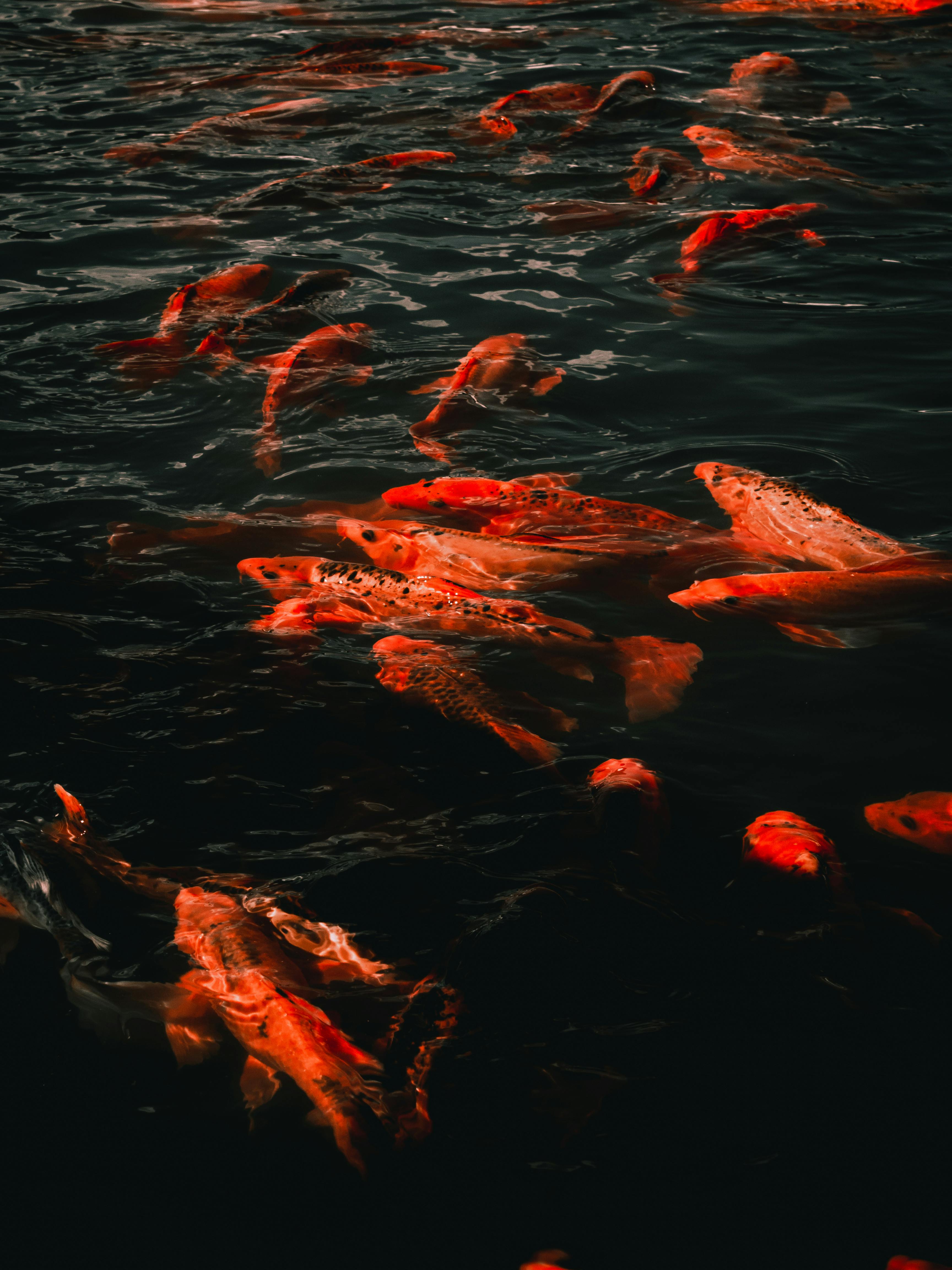 Red Koi Fish Swimming in Pond · Free Stock Photo