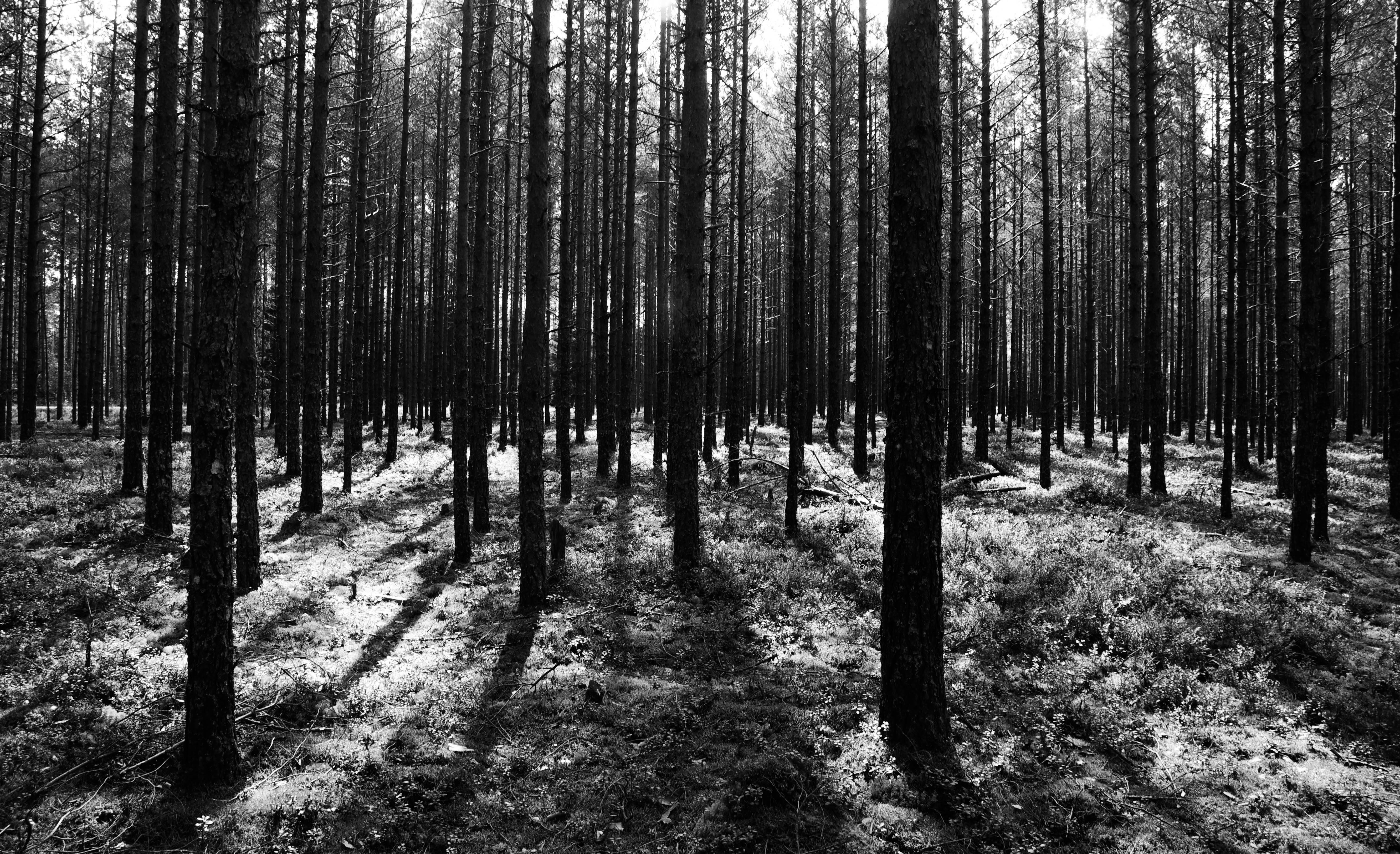 Grayscale Photography Of Forest · Free Stock Photo