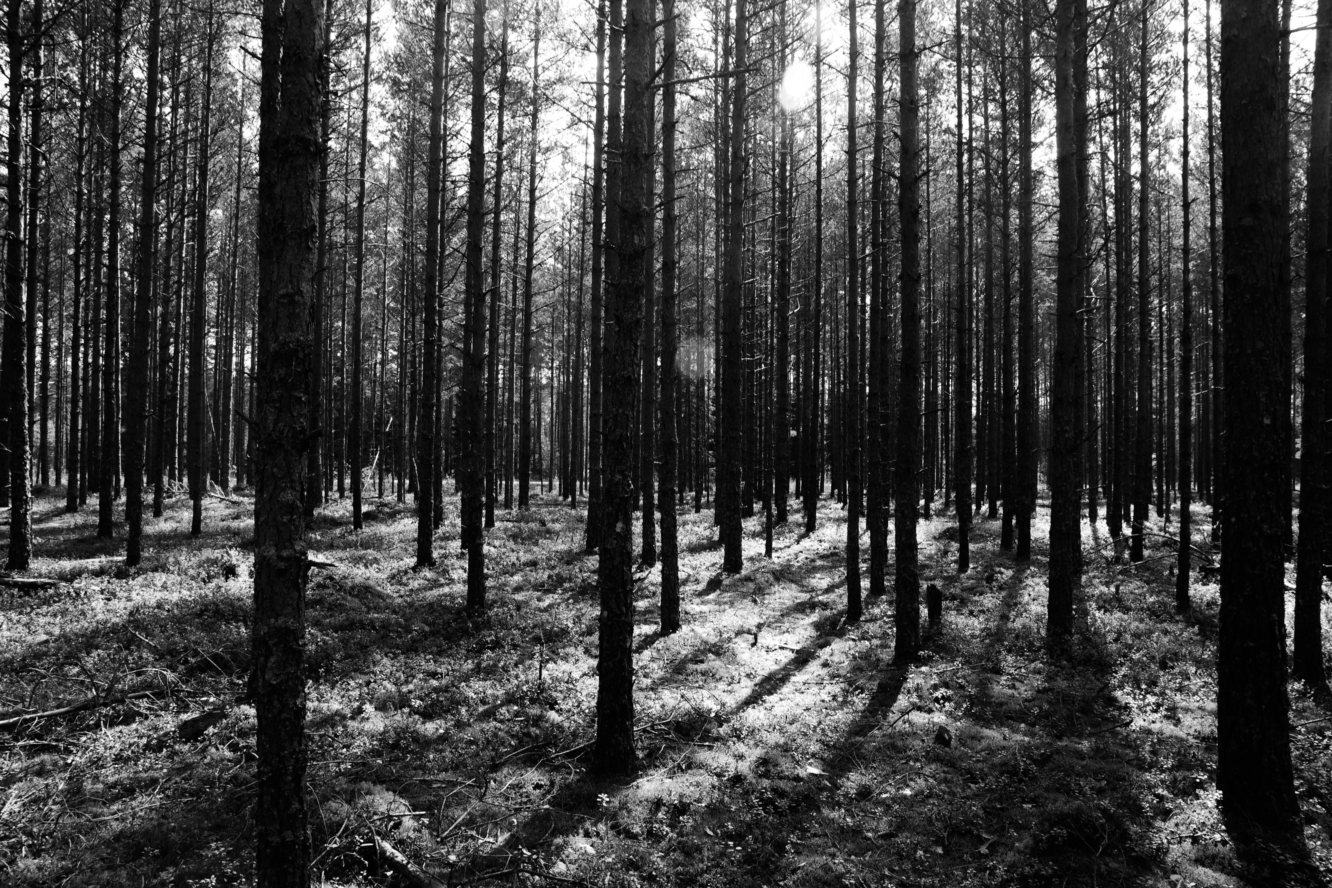 Grayscale Photography Of Trees · Free Stock Photo