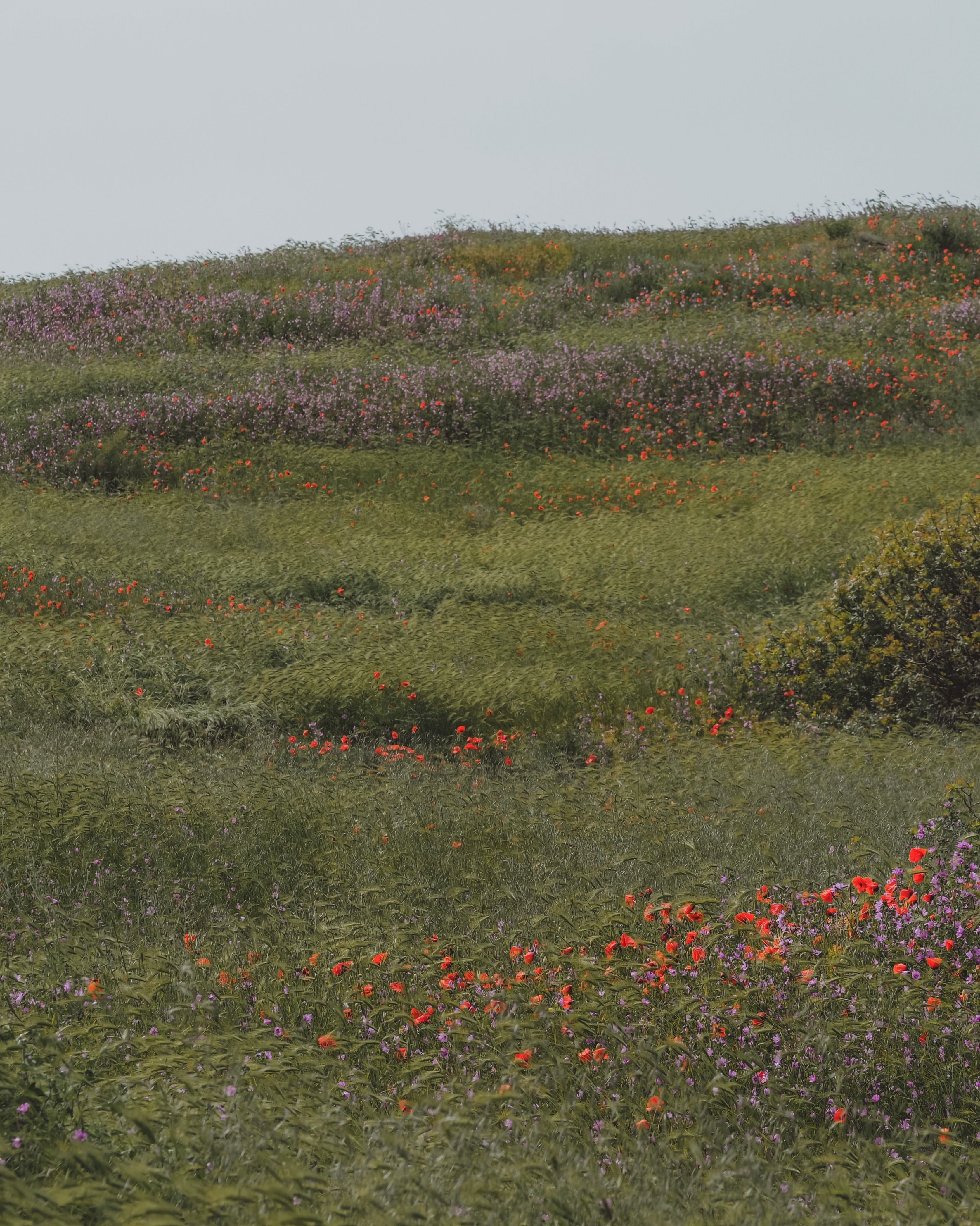 Rural Wildflower Meadow · Free Stock Photo