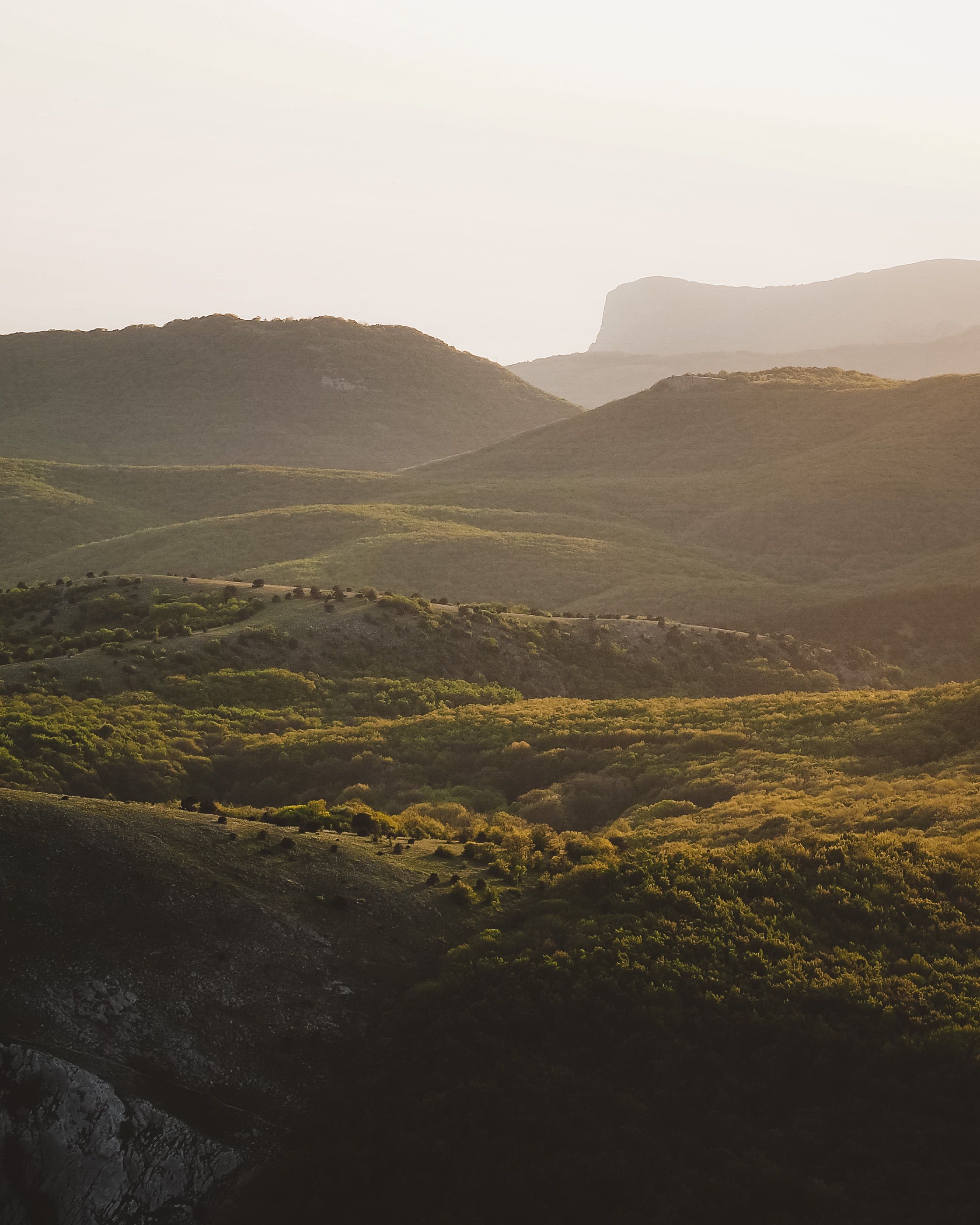 Green Forest Scenery · Free Stock Photo