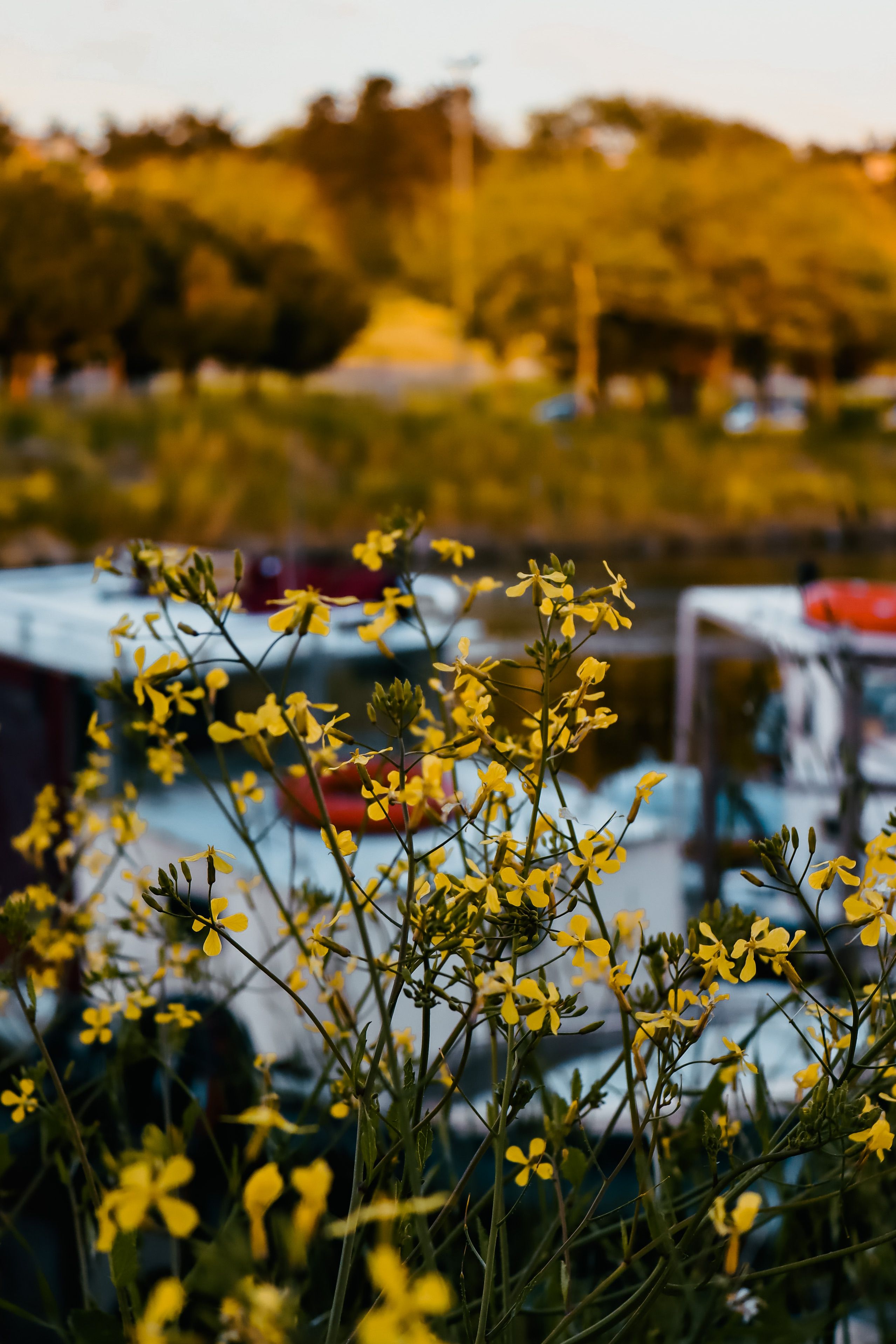 Close up of Thin Flowers · Free Stock Photo