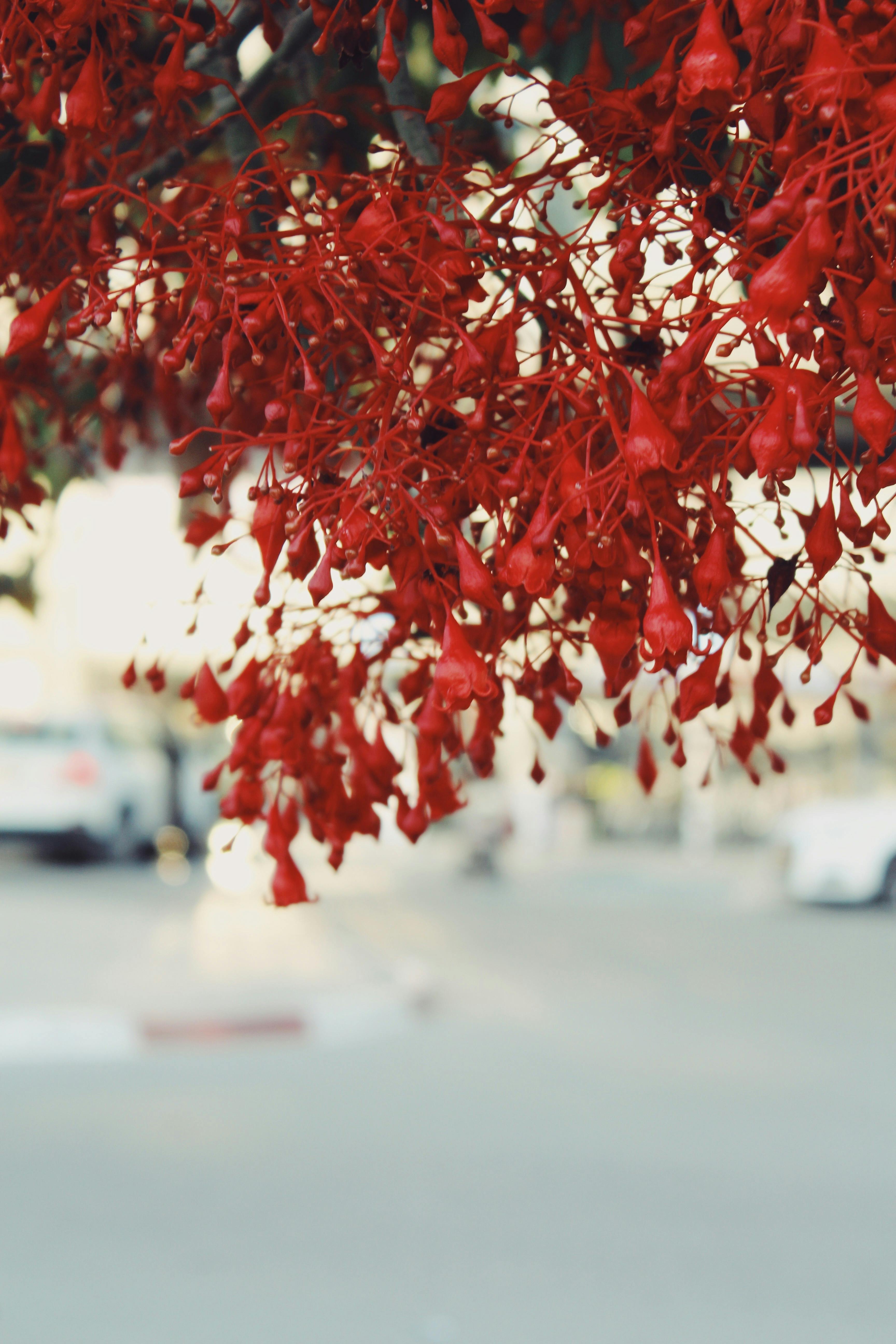 Close-up of a Flame Tree · Free Stock Photo