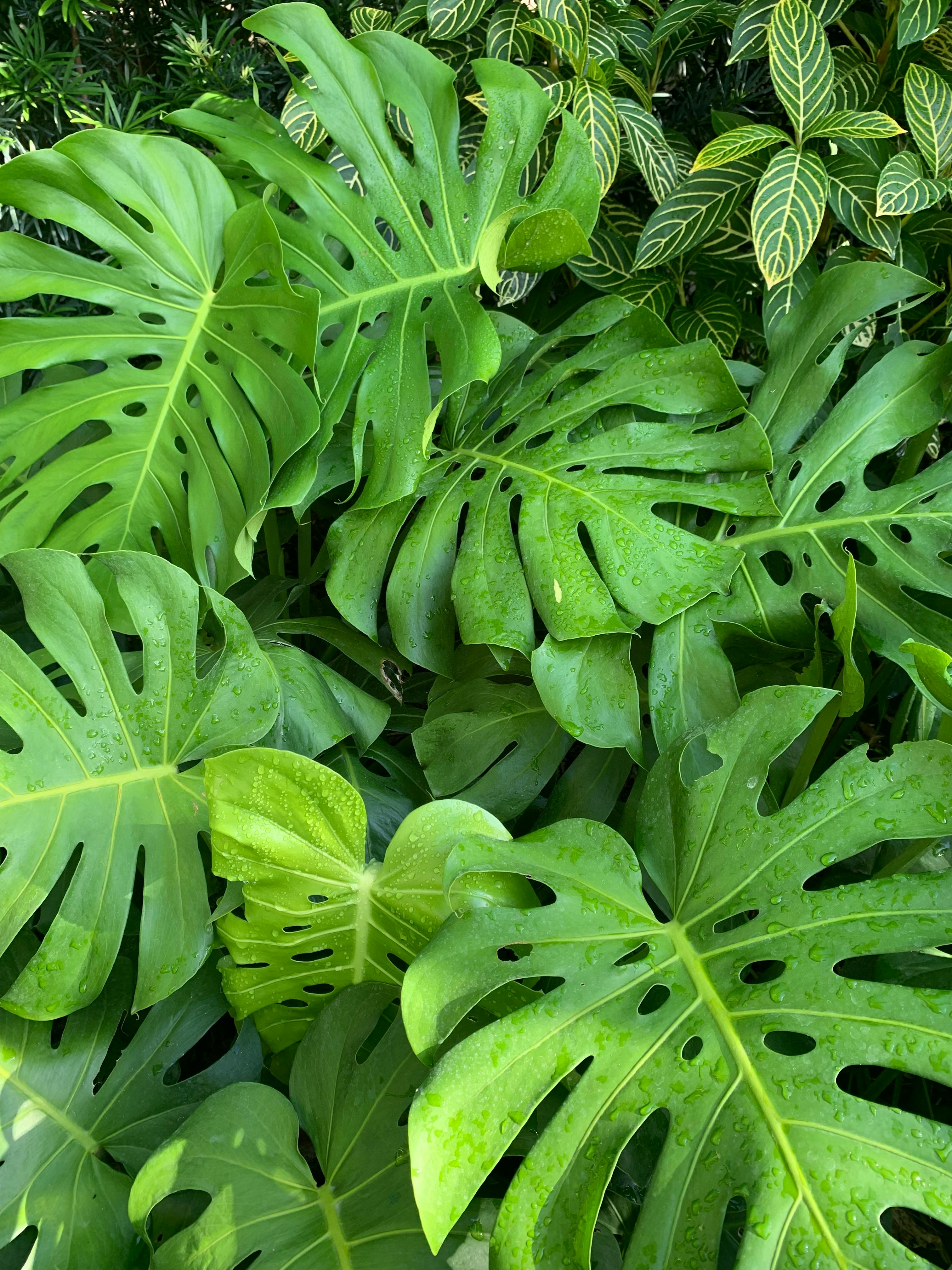 Green Leaves of Monstera Deliciosa · Free Stock Photo