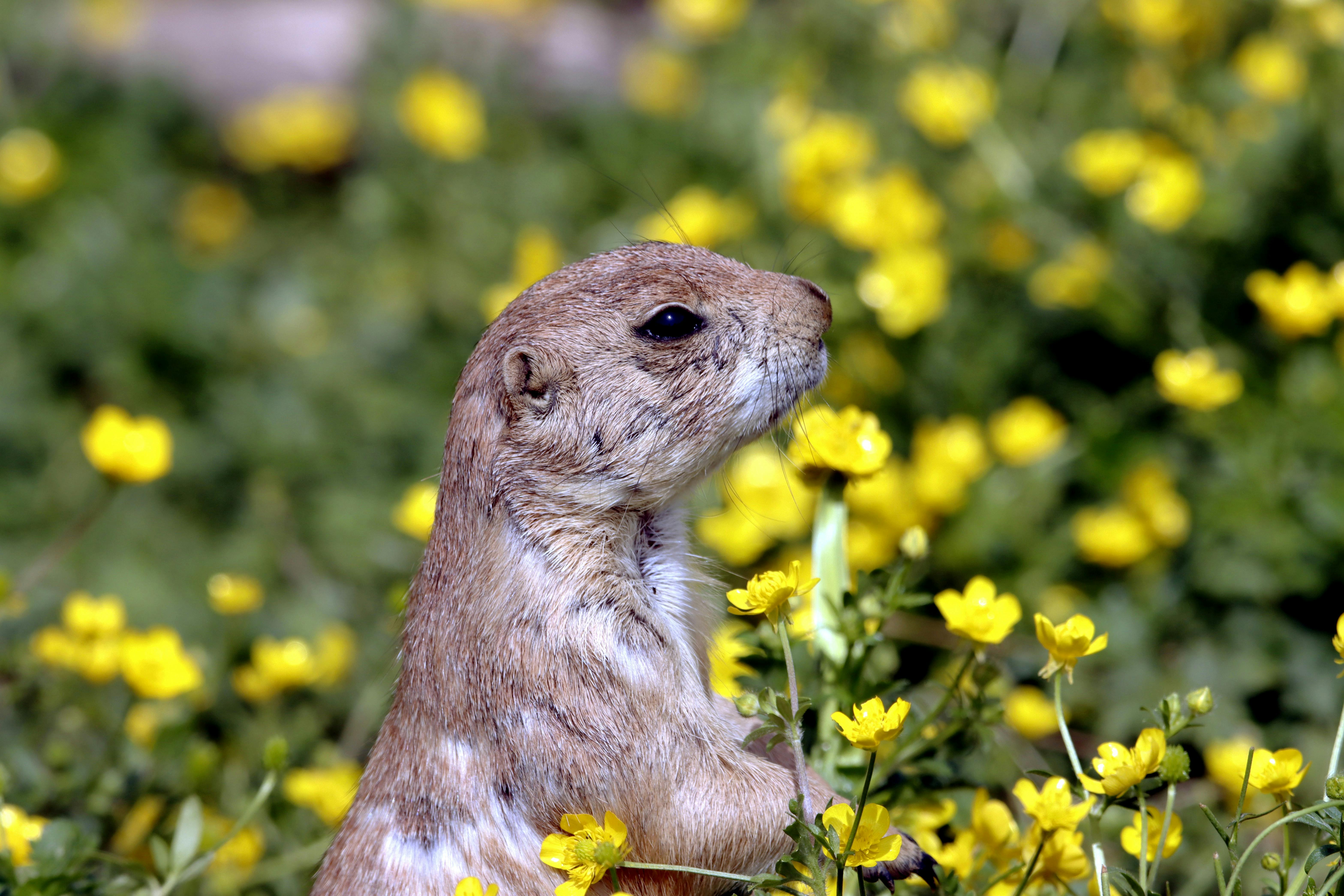 Photo of a Prairie dogs · Free Stock Photo