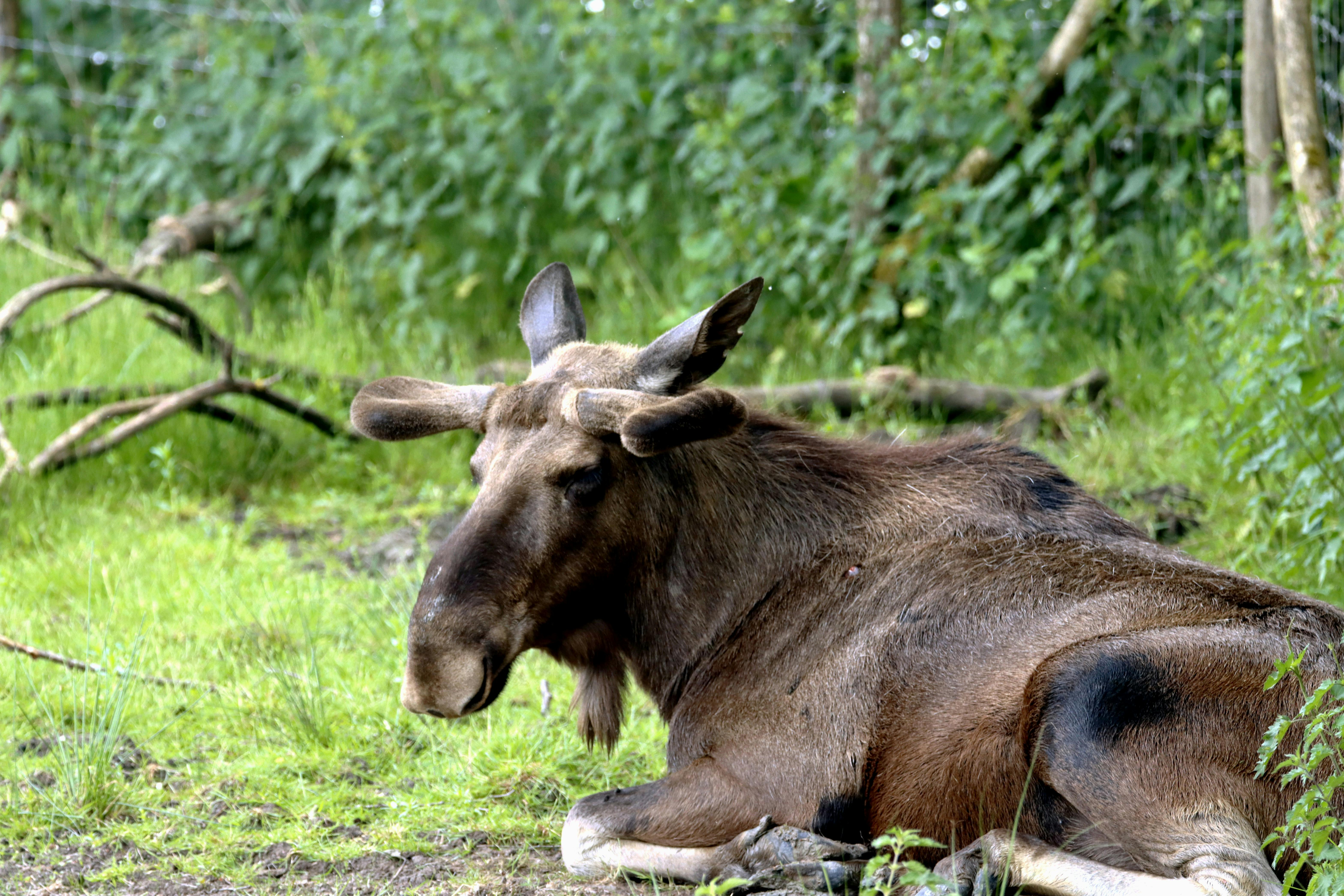 Photo of Lying Moose on the Grass · Free Stock Photo