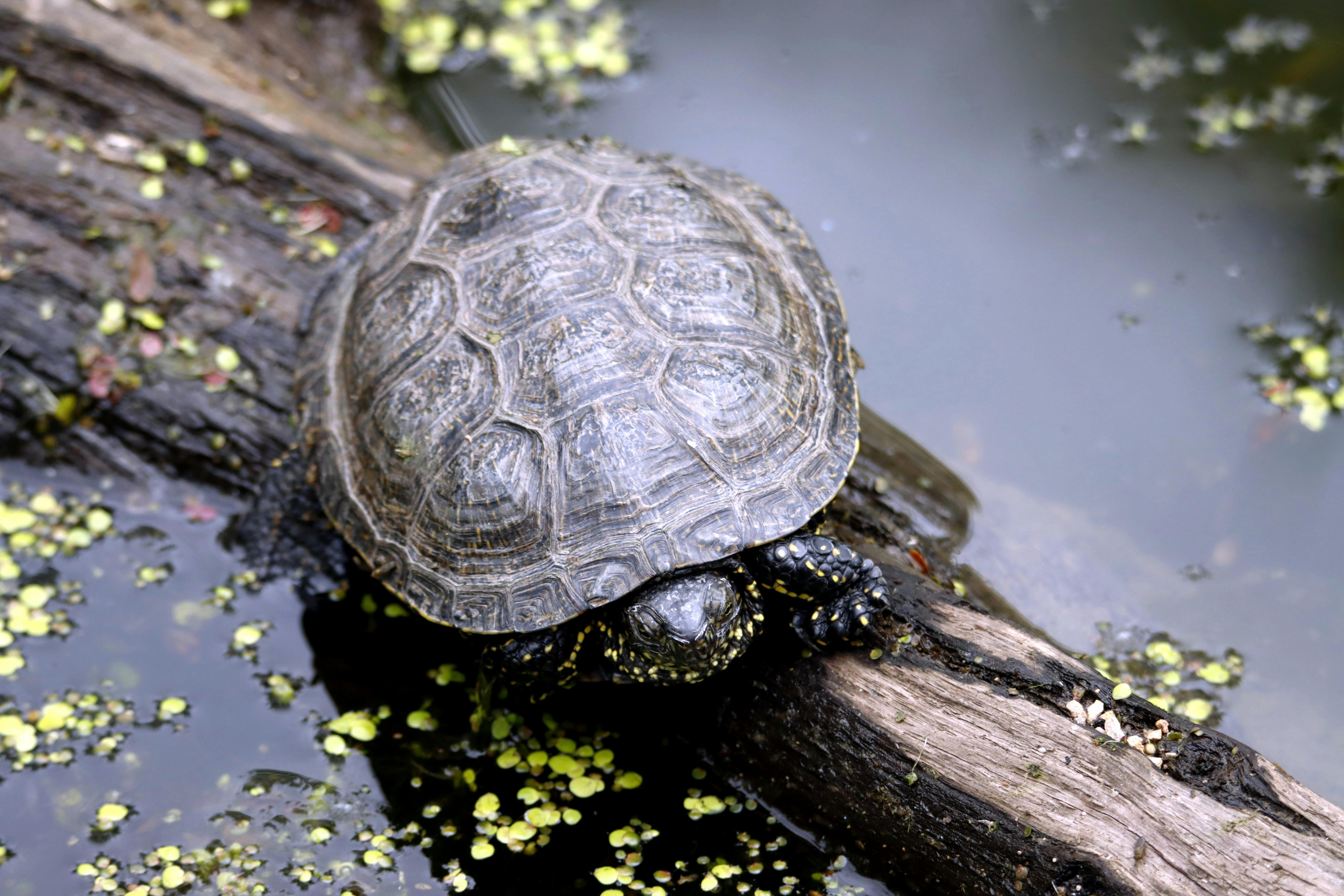 Photo of a Turtle on a Trunk · Free Stock Photo