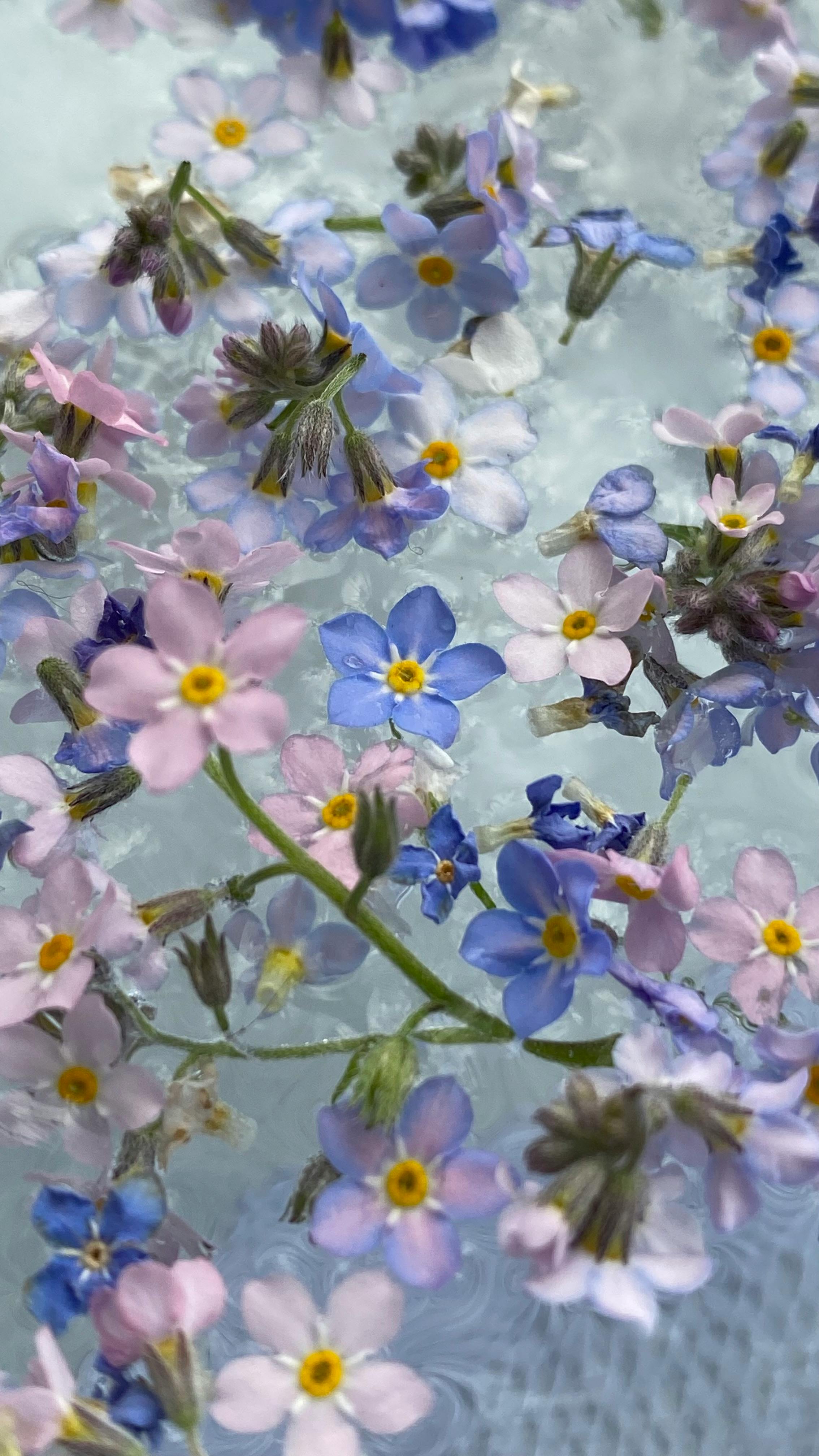 Delicate Forget-me-not Flowers · Free Stock Photo
