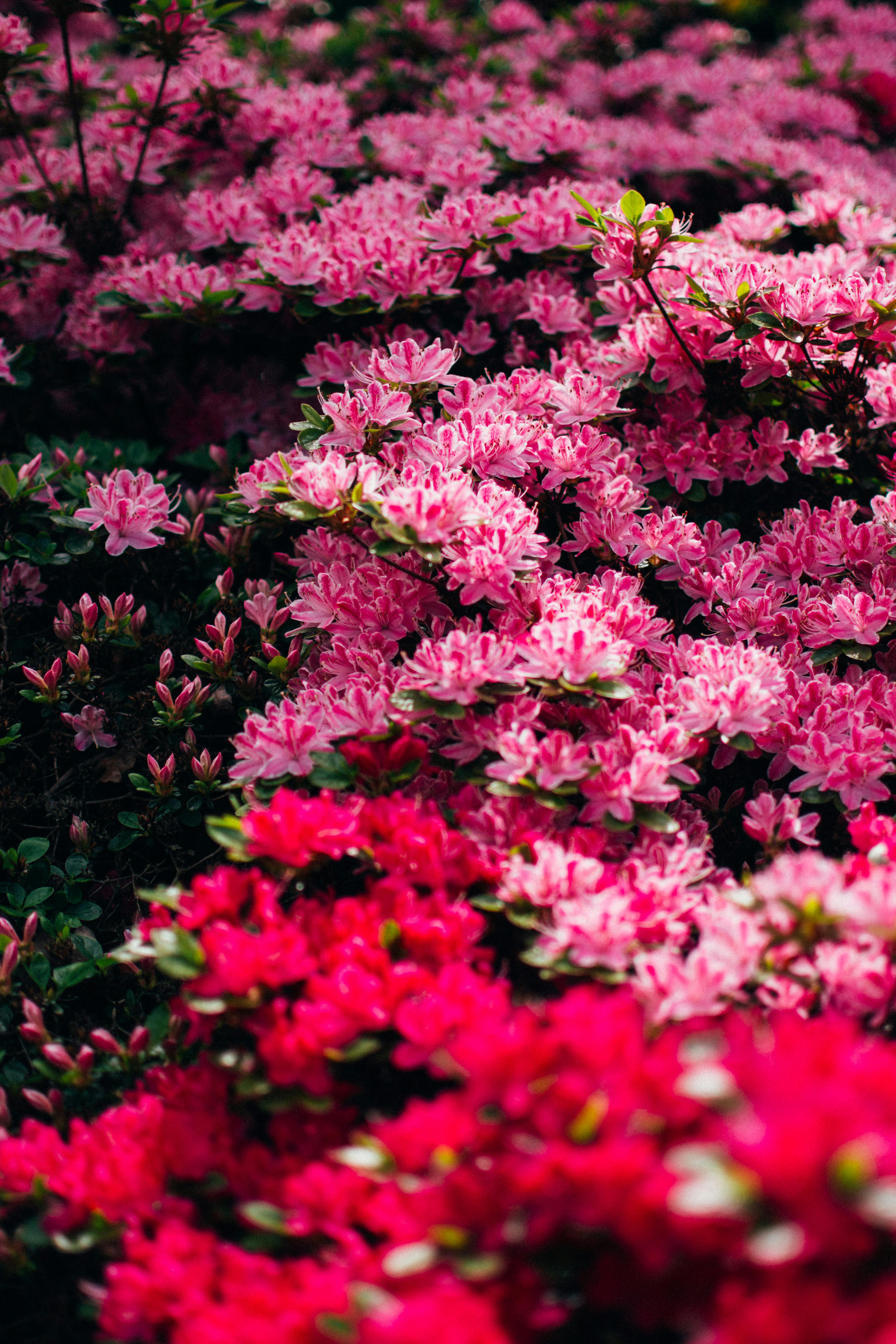 Foto de stock gratuita sobre arbusto, azalea, bonito, flora ...