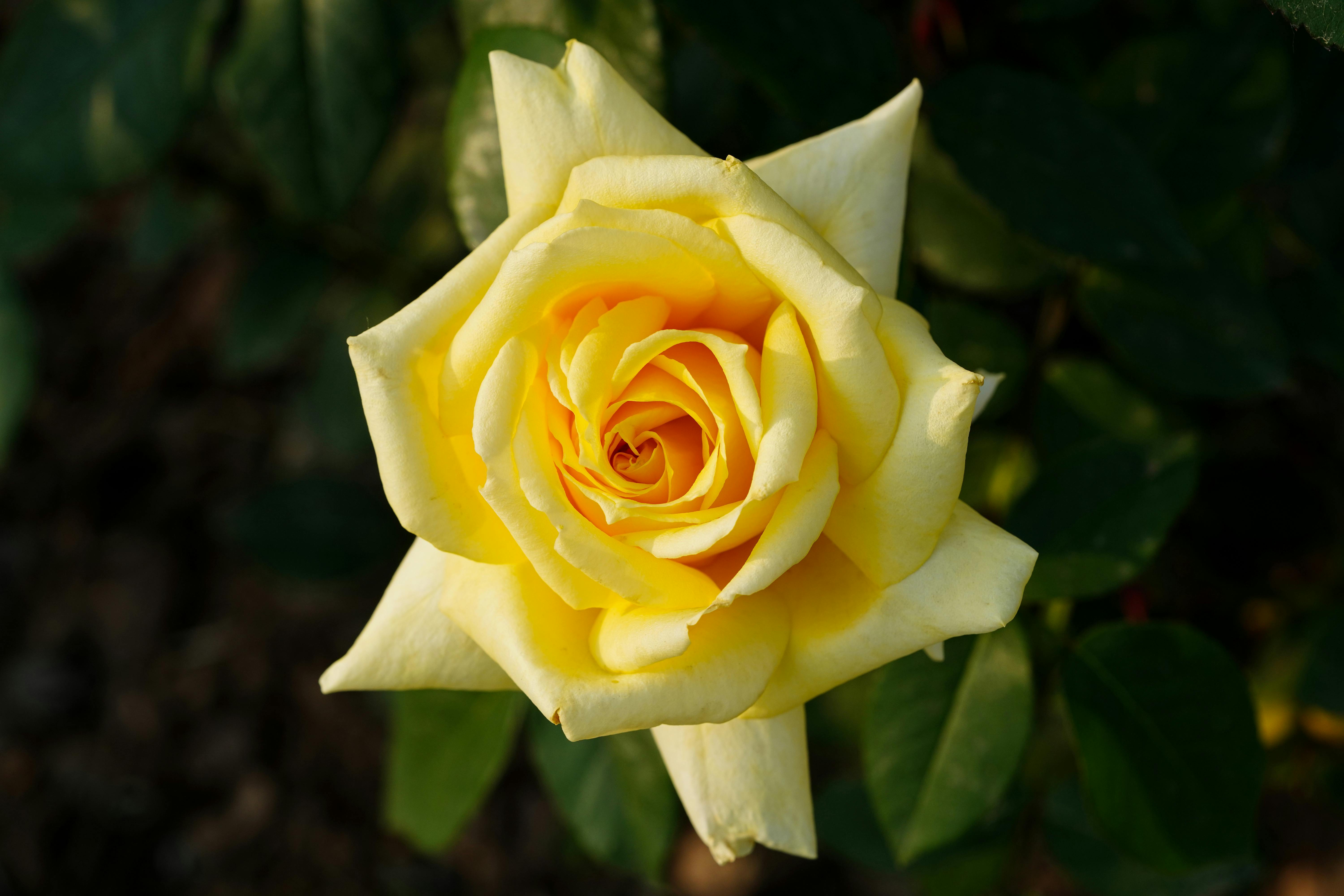 Yellow Rose in Garden · Free Stock Photo