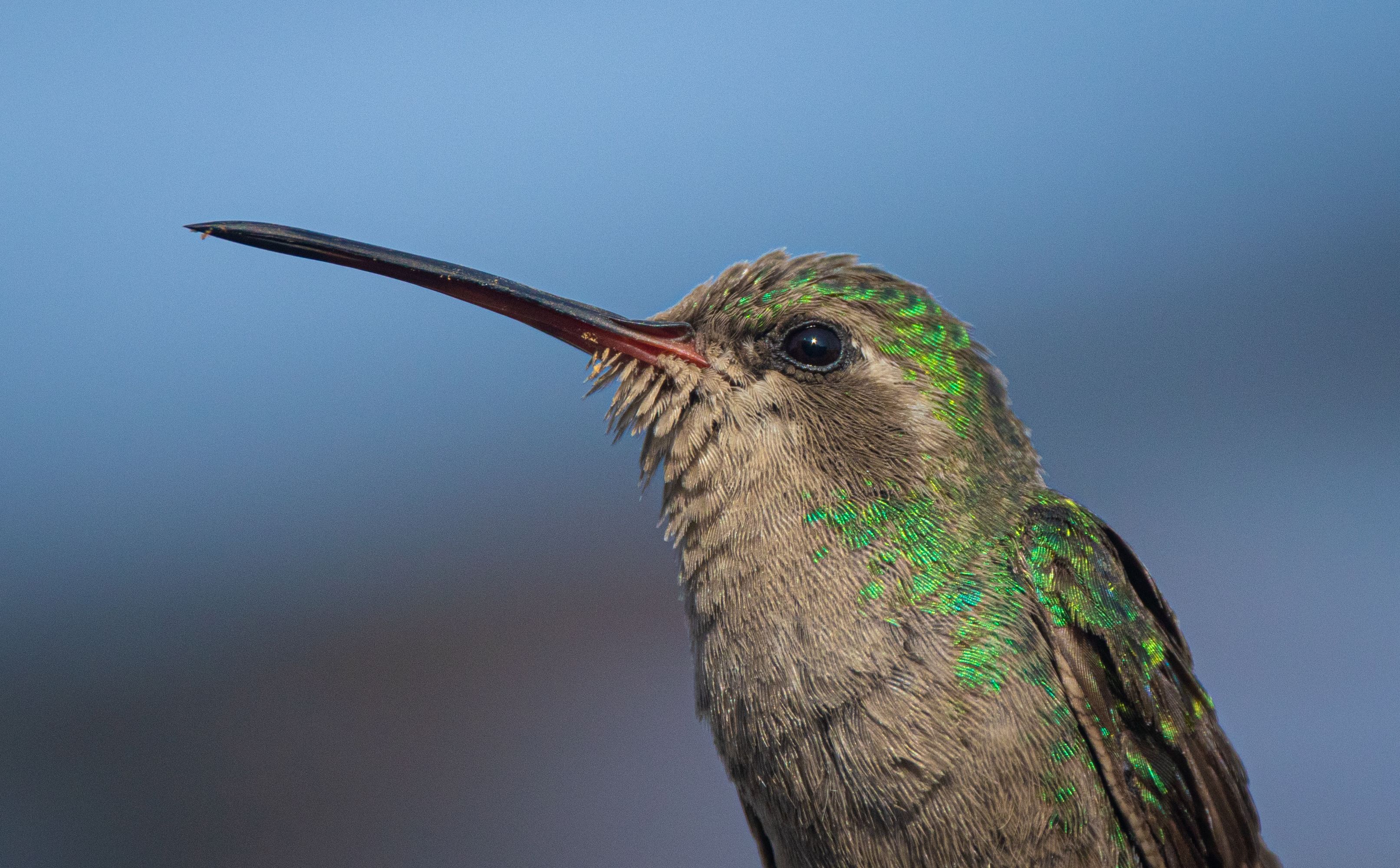 Close-up of a Flying Hummingbird · Free Stock Photo