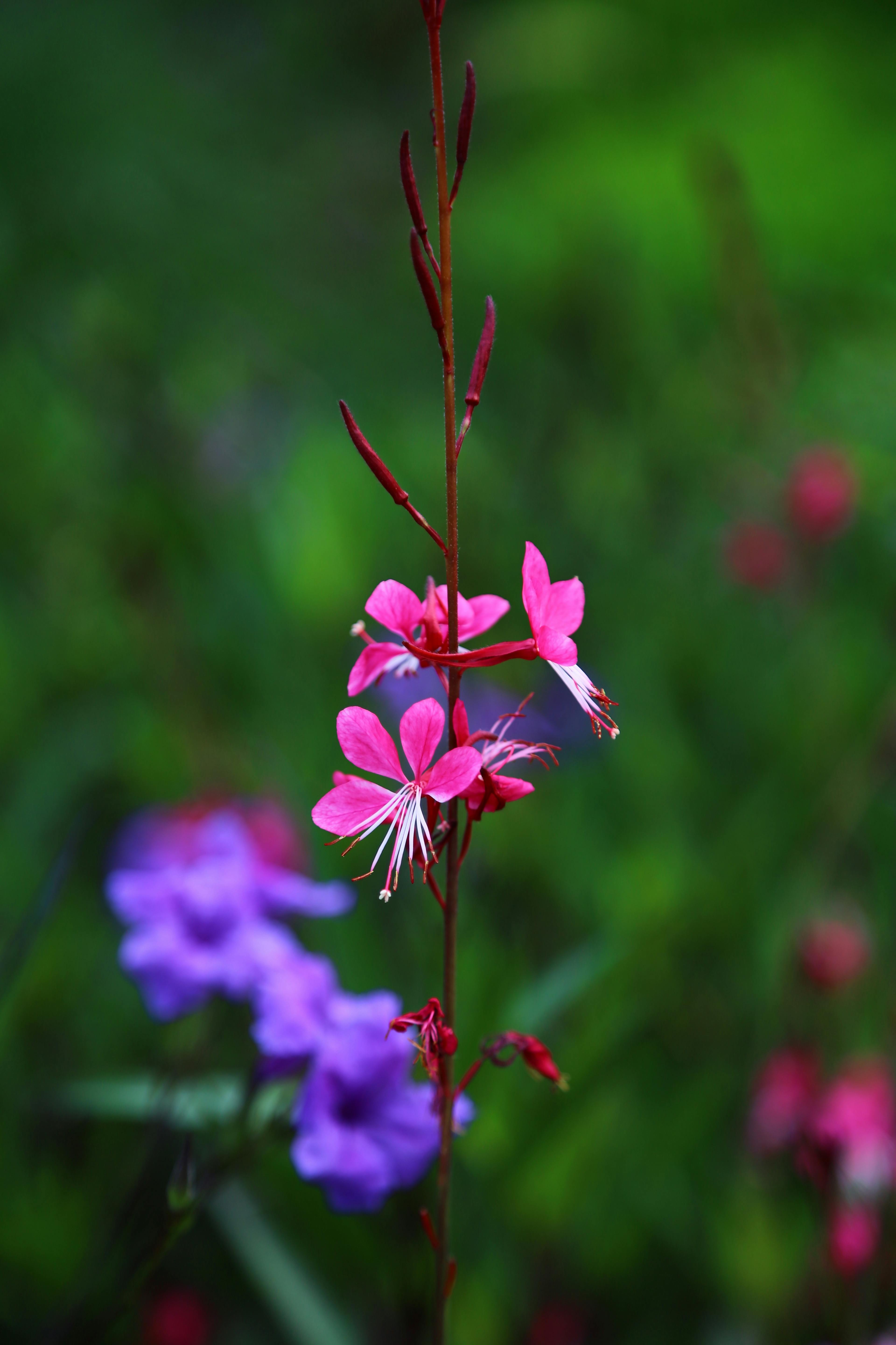 Pink Flowers on the Stem of a Plant · Free Stock Photo