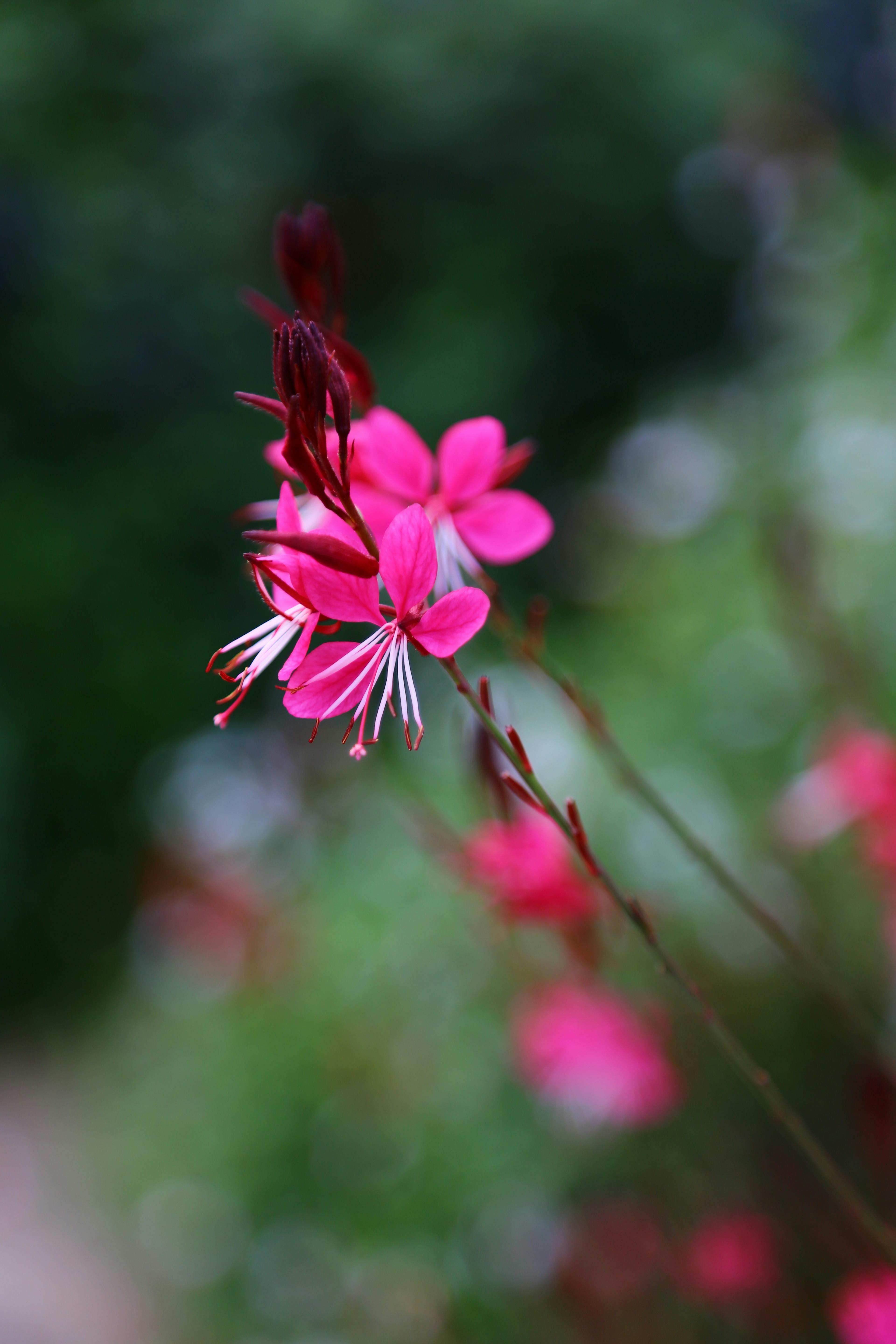 Flowers in a Box · Free Stock Photo