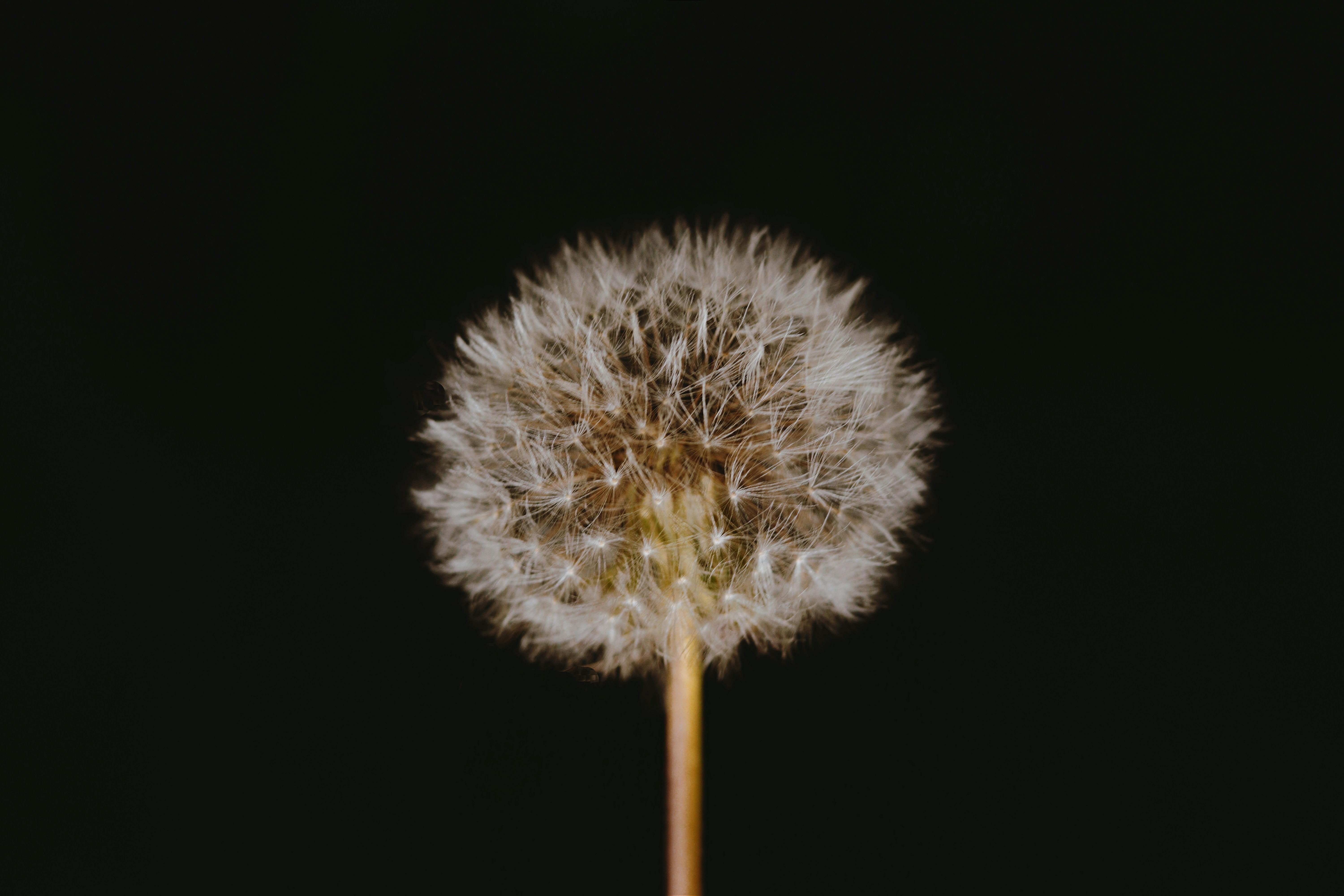 Delicate Dandelion Against Black Background · Free Stock Photo