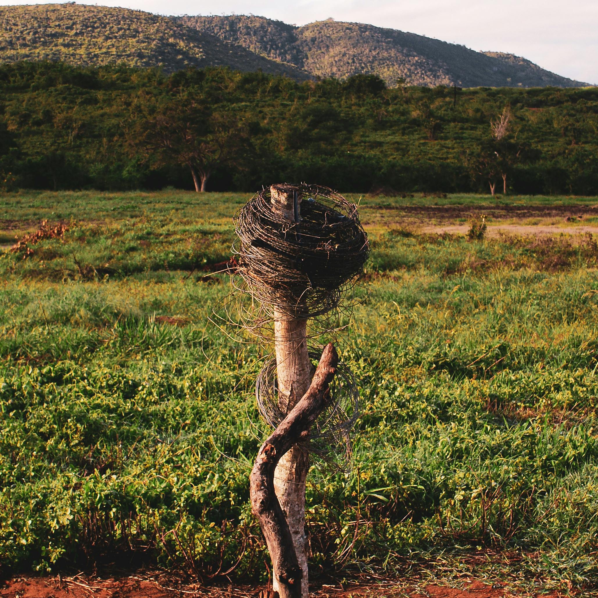 Blue Feathers with Flowing Strands · Free Stock Photo
