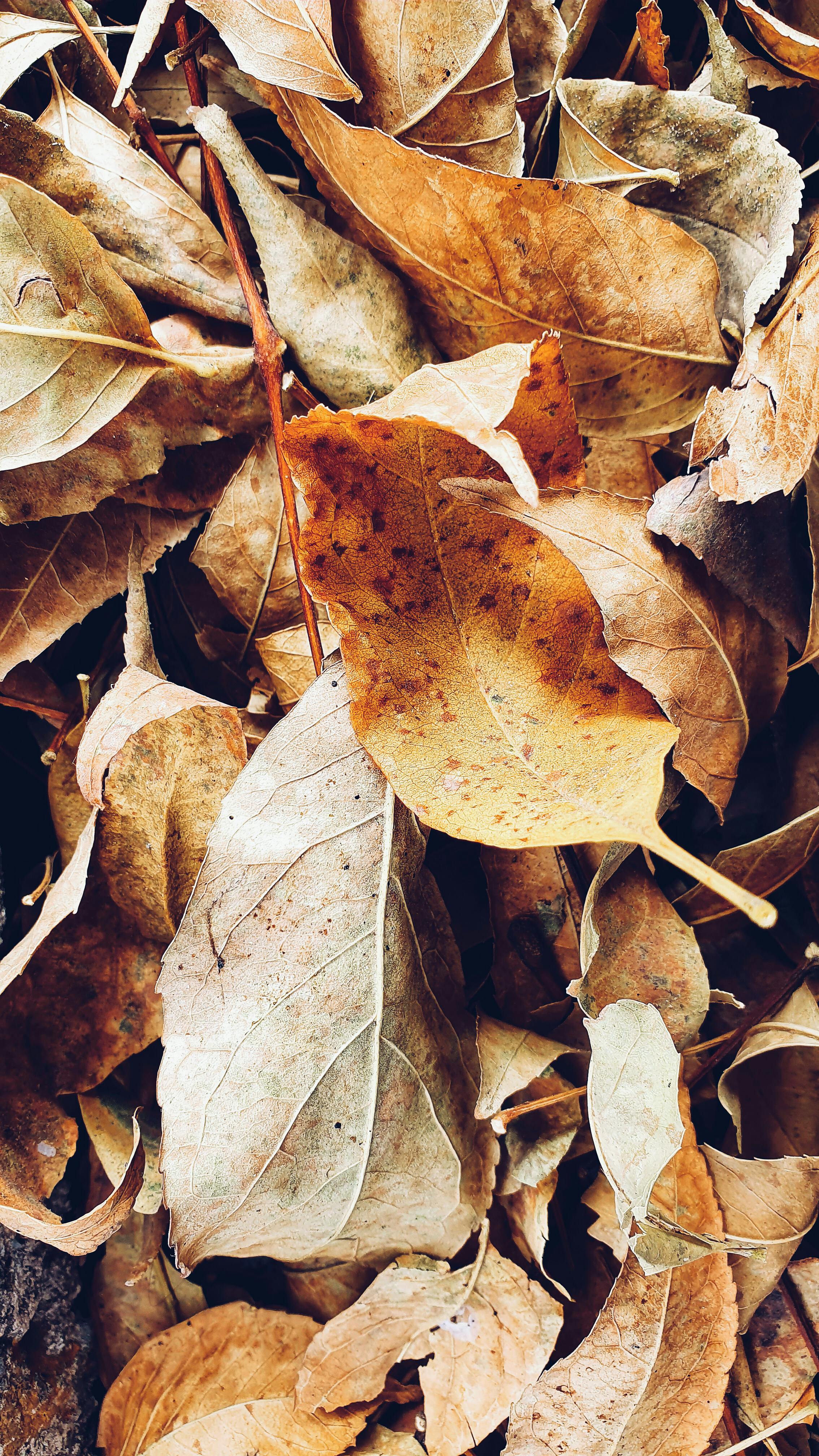 Photo of Stack of Autumn Leaves · Free Stock Photo