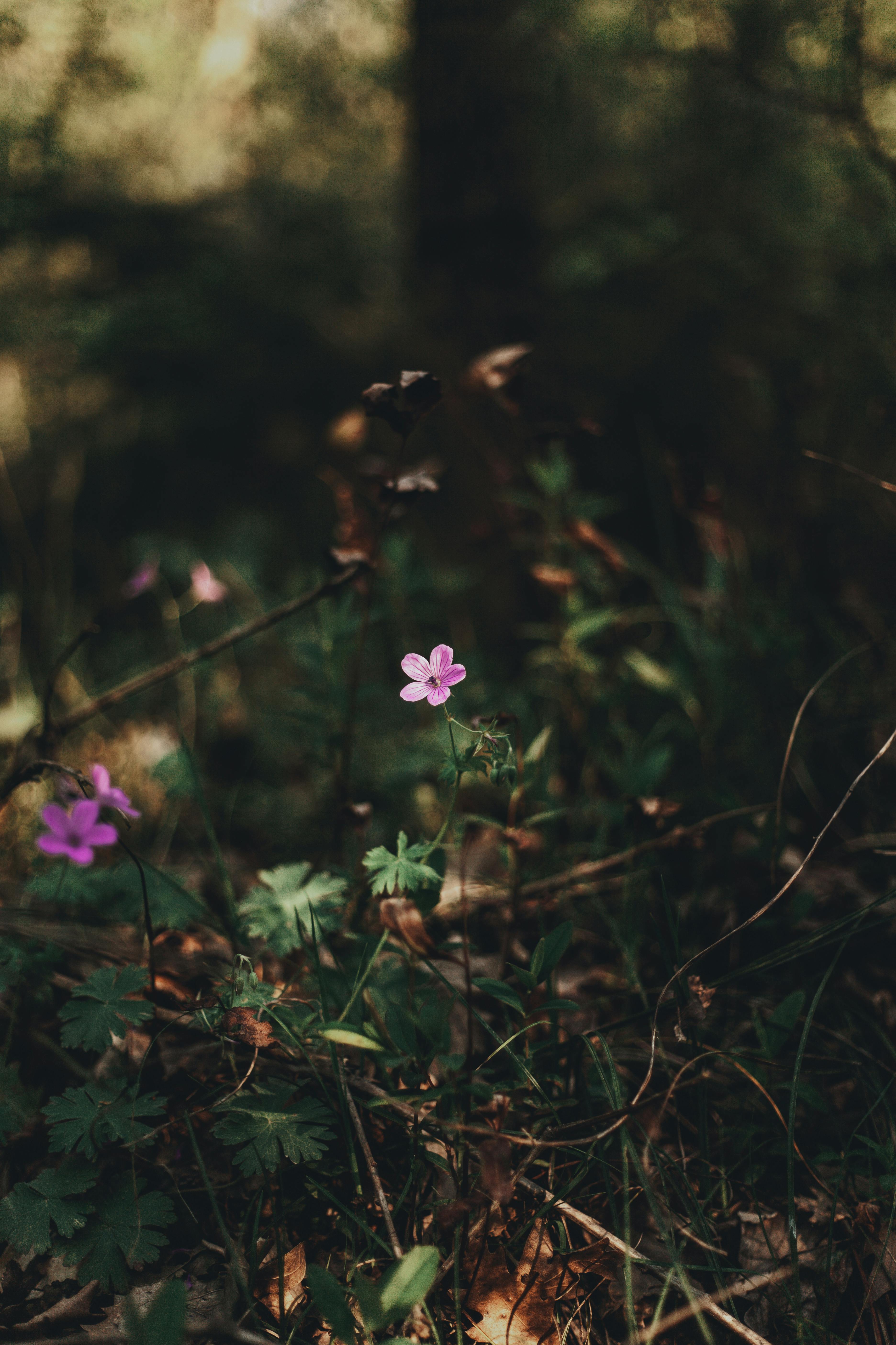 Photo of a Flower in the Forest · Free Stock Photo