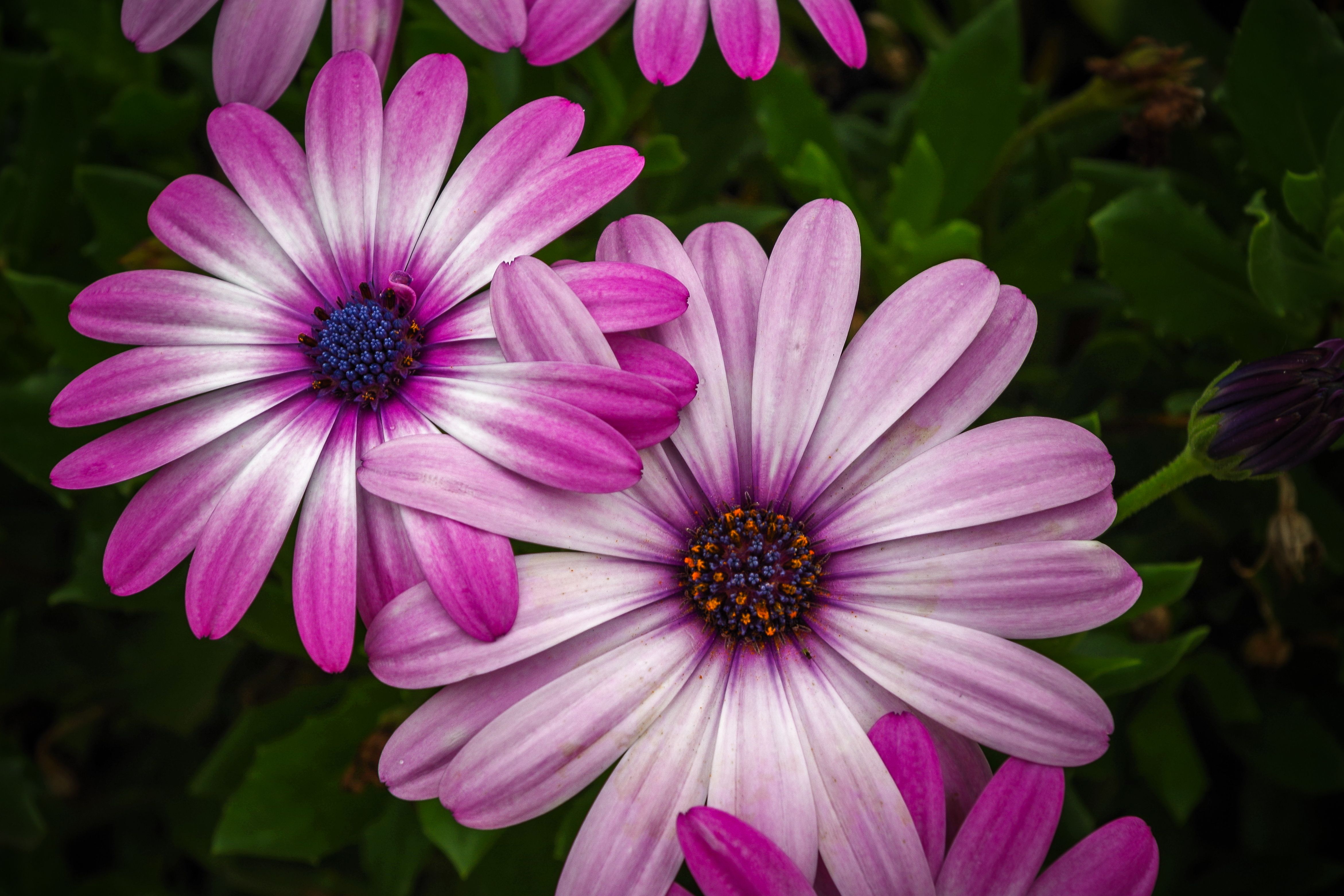 Daisy Leaves Photos, Download The BEST Free Daisy Leaves Stock Photos ...