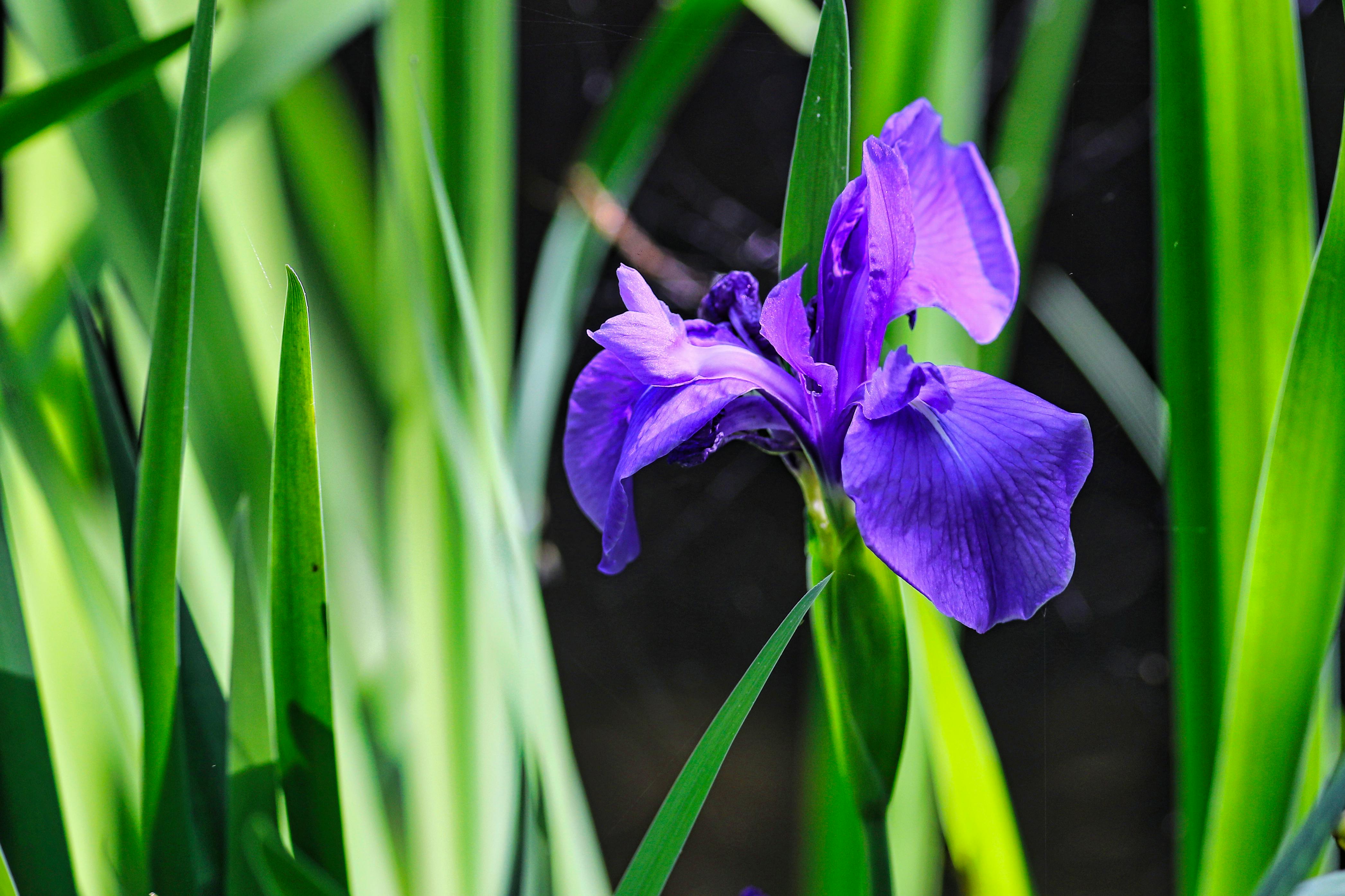 Close up of Purple Flowers · Free Stock Photo