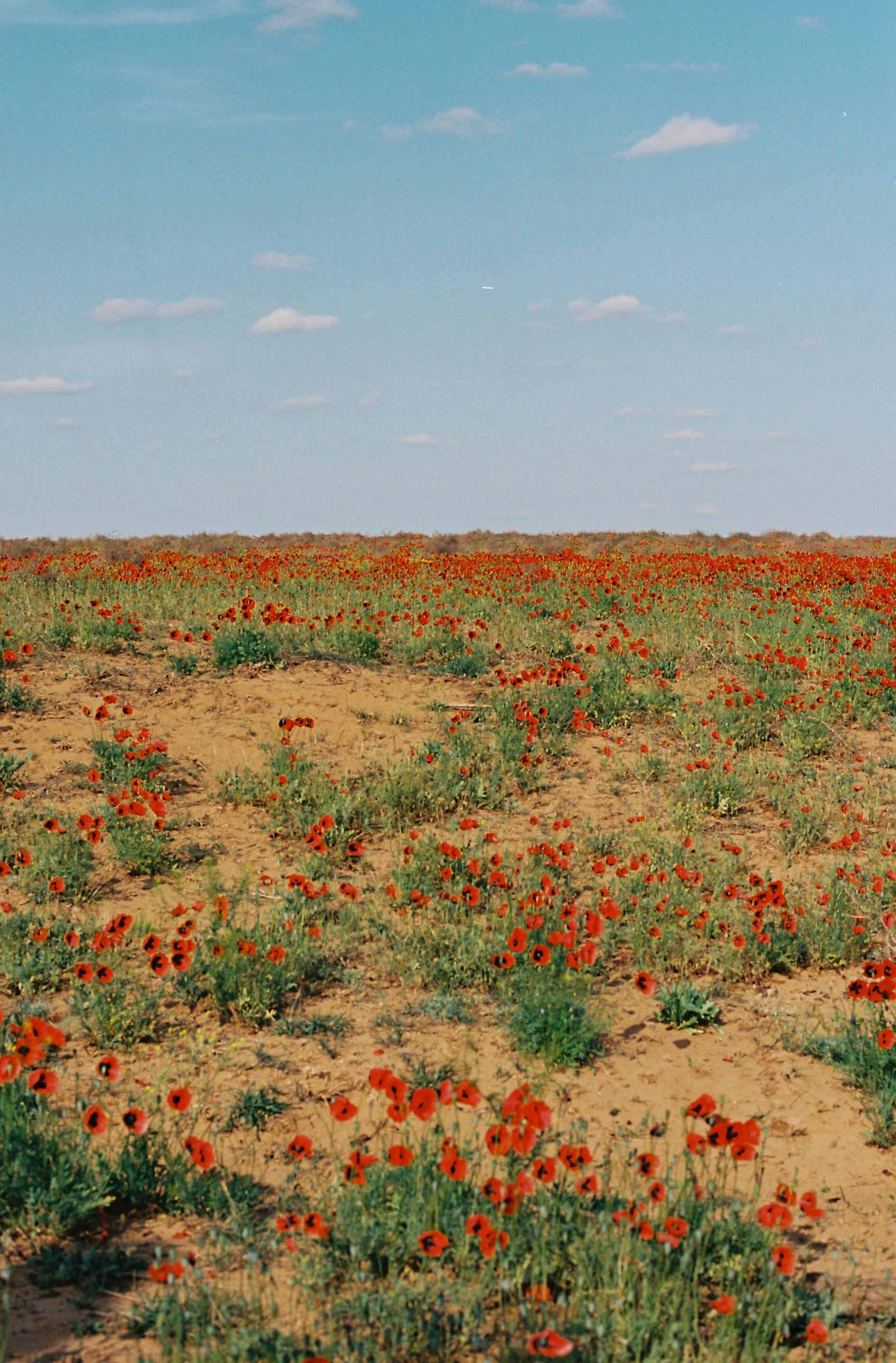 Field of Red Flowers · Free Stock Photo