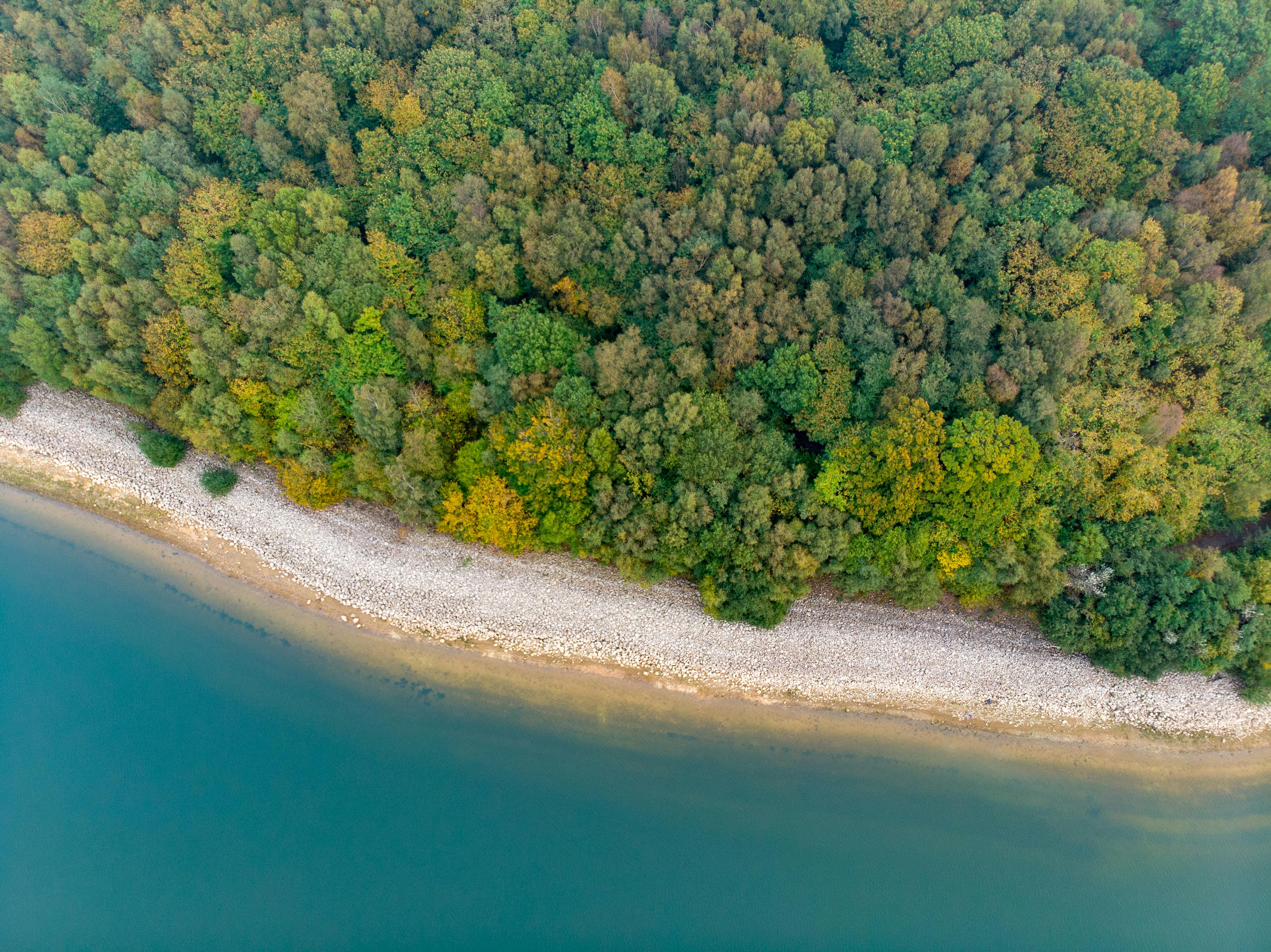 Aerial View of Green Trees Near the Beach · Free Stock Photo
