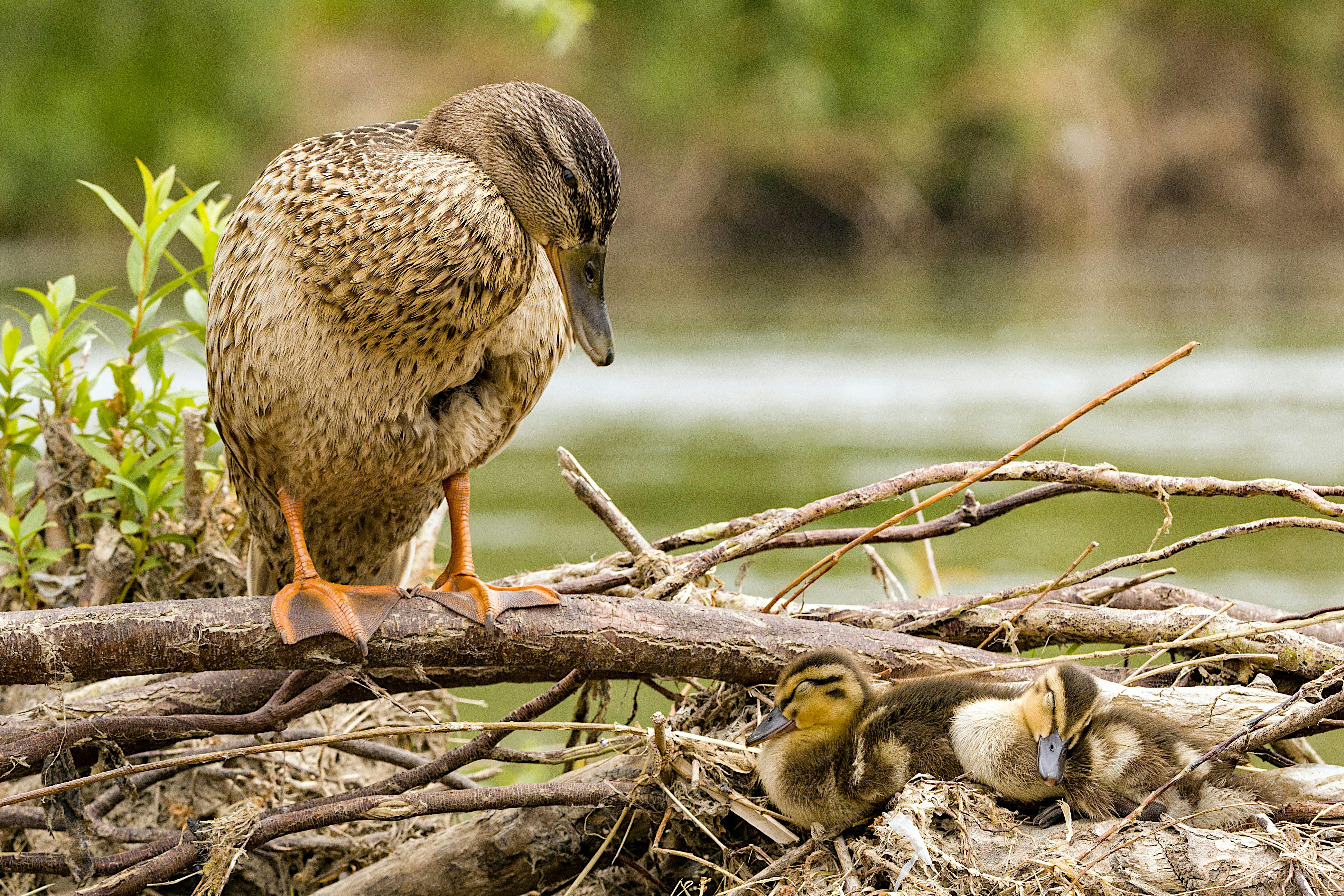 Brown Duck on Brown Tree Branch · Free Stock Photo