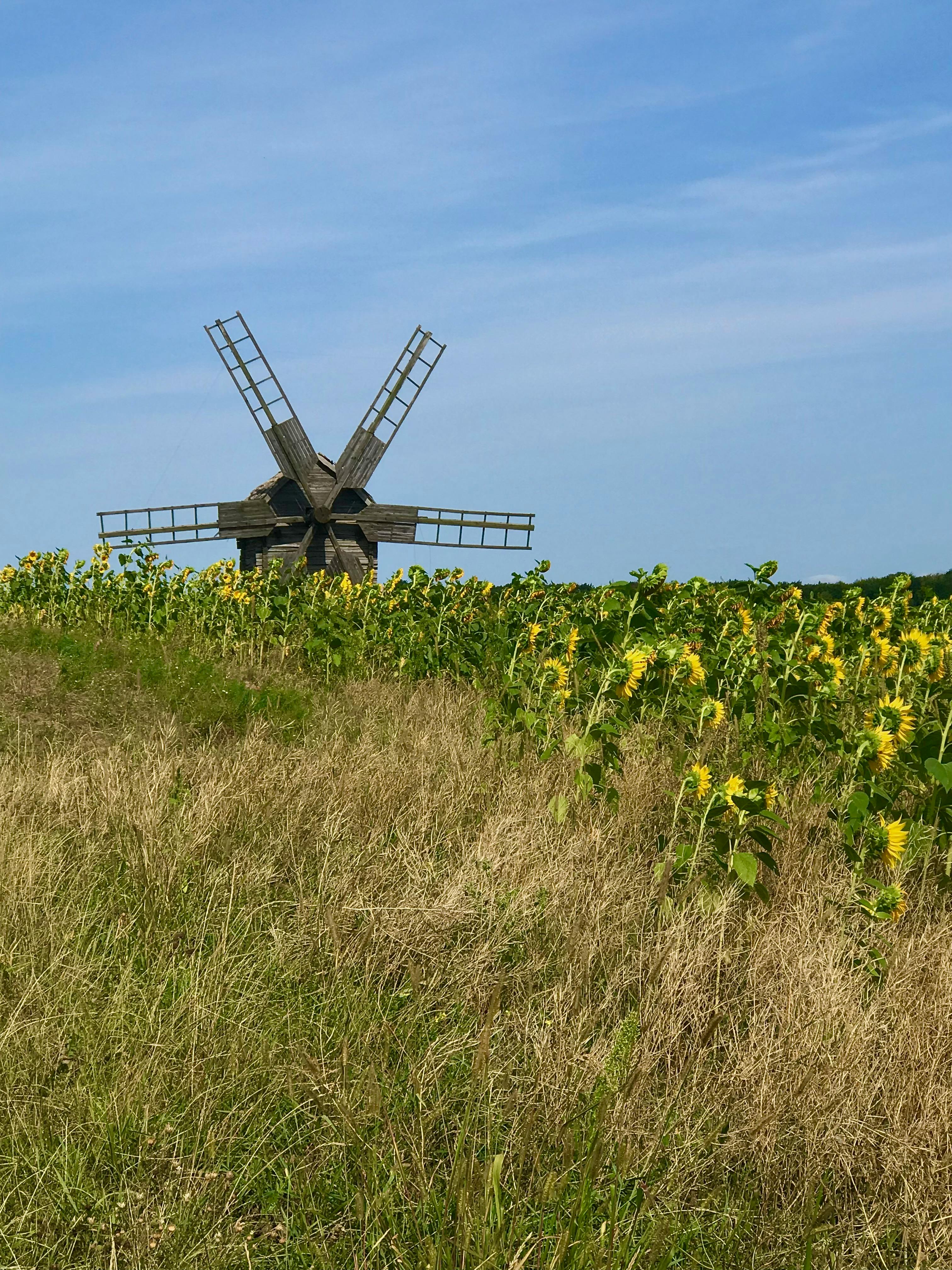 A Windmill in the Sunflower Field · Free Stock Photo