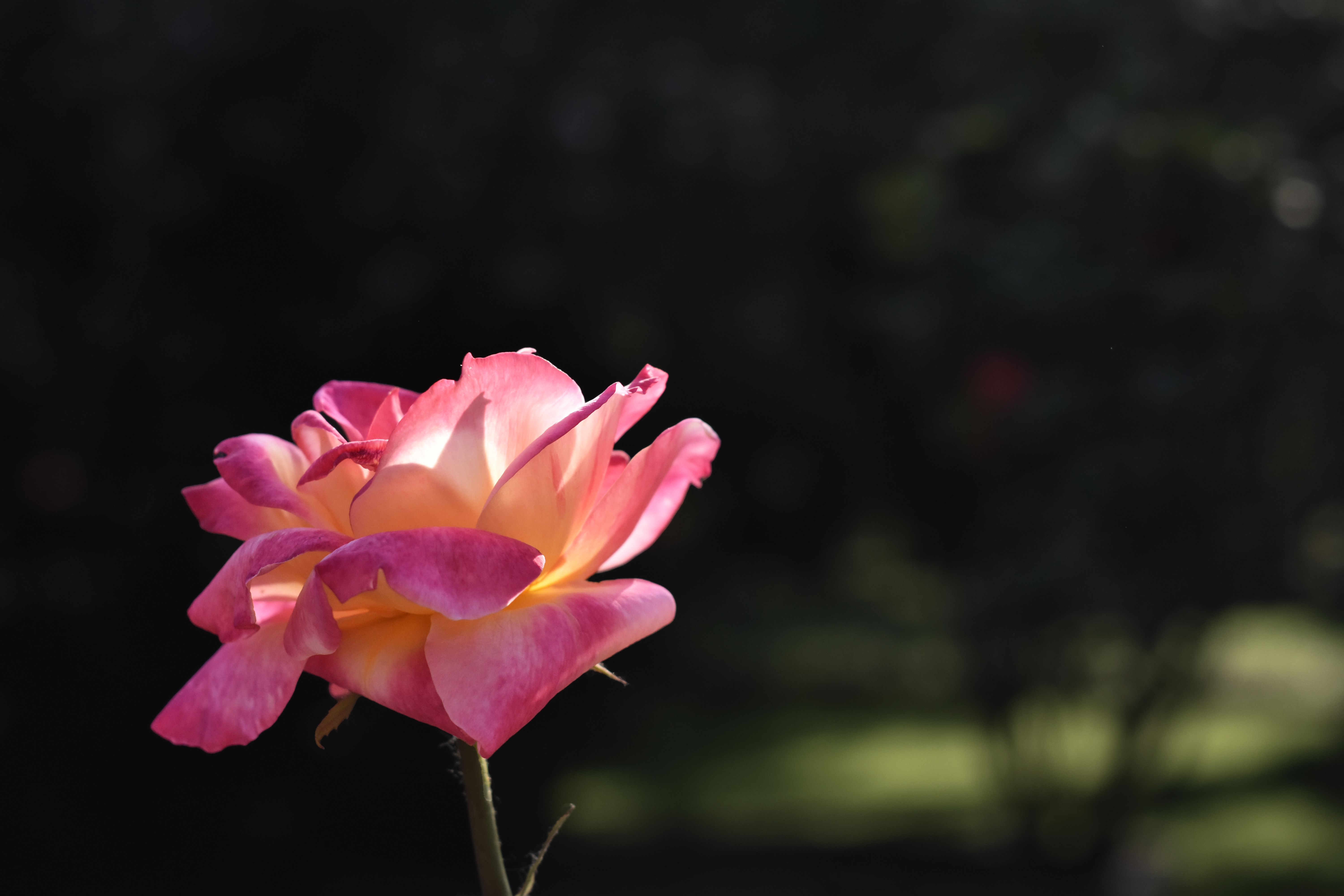 A Pink Rose in Full Bloom · Free Stock Photo
