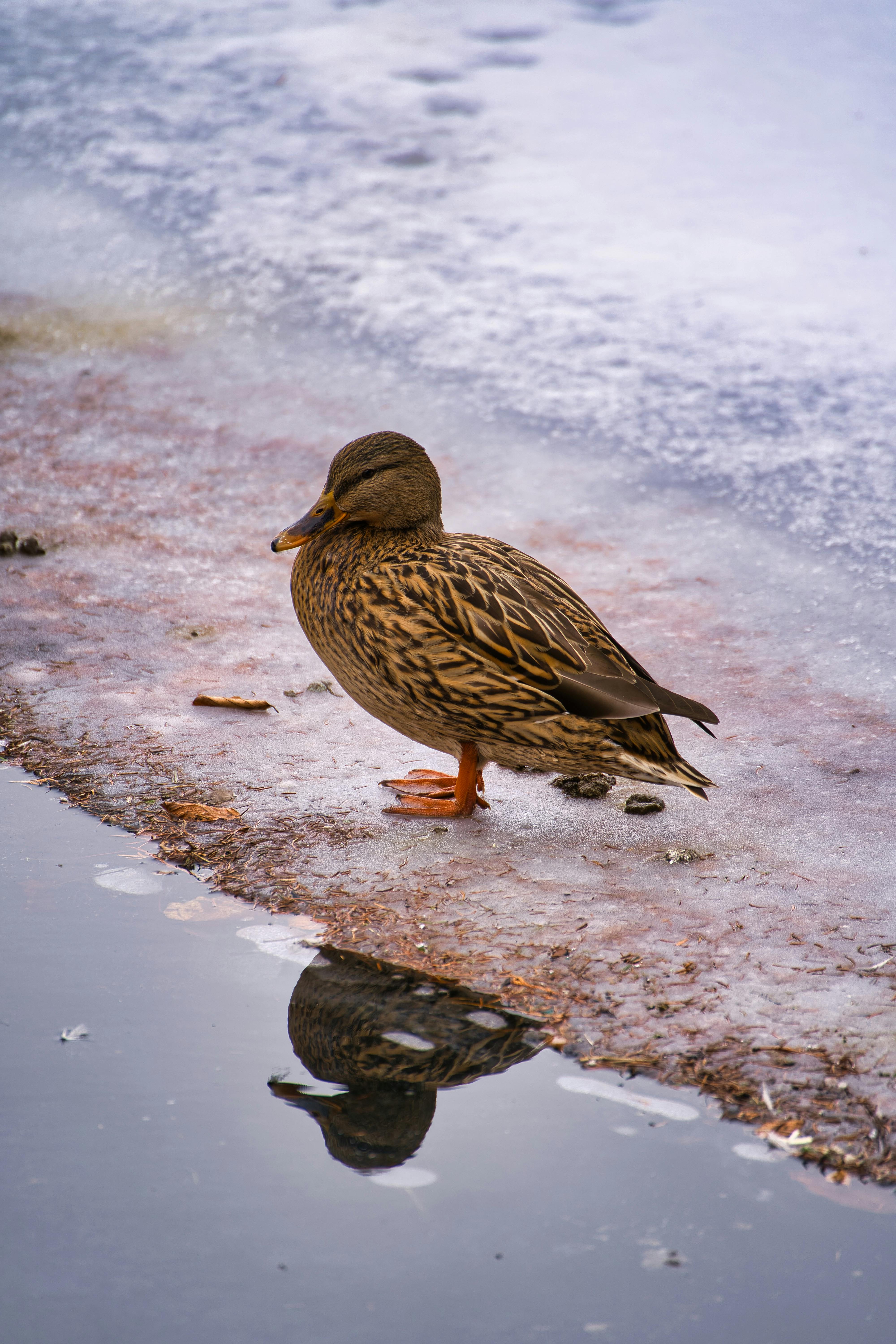 Snow Duck Photos, Download The BEST Free Snow Duck Stock Photos & HD Images