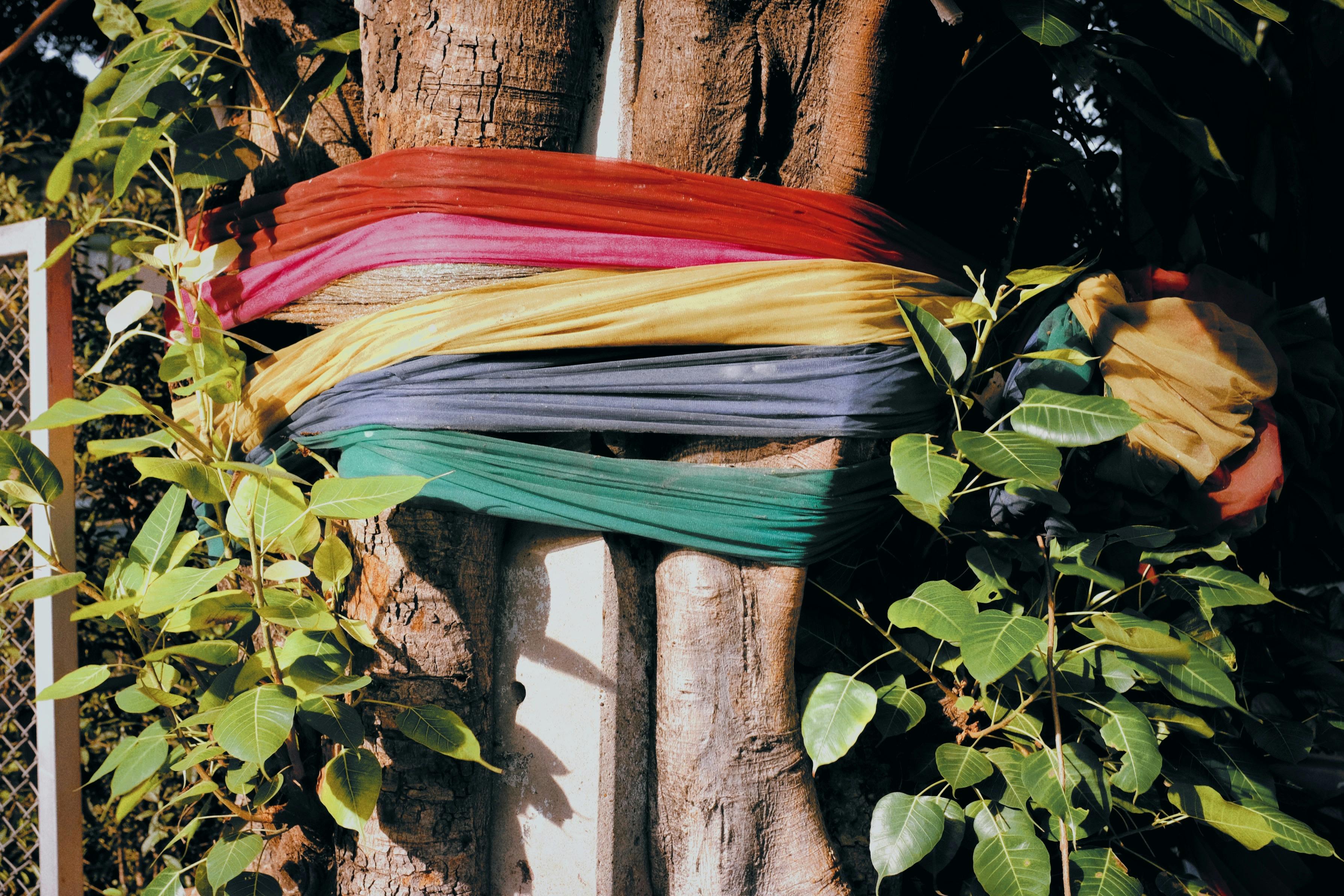 Ribbons Wrapped Around a Tree · Free Stock Photo
