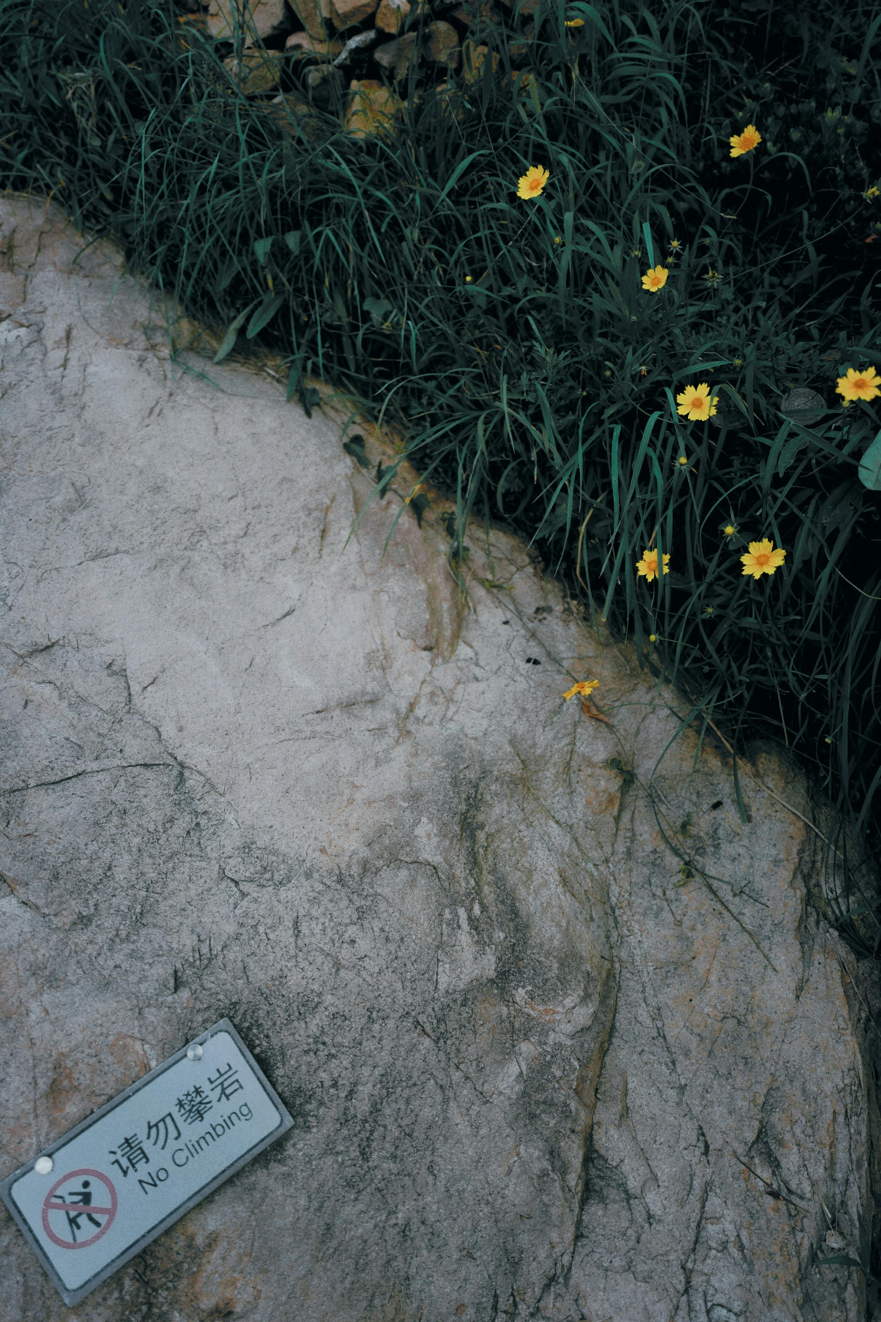 A Stone and Flowers · Free Stock Photo