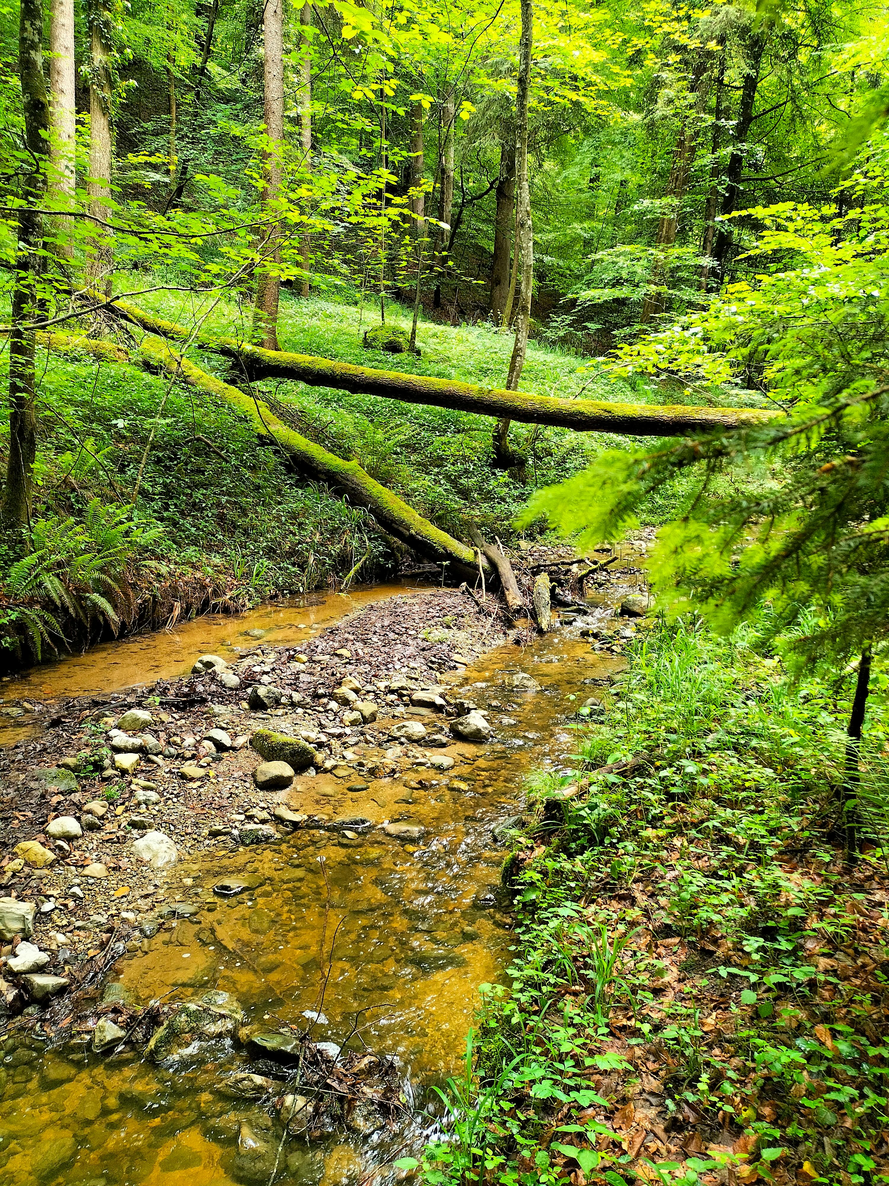Creek in the Forest · Free Stock Photo