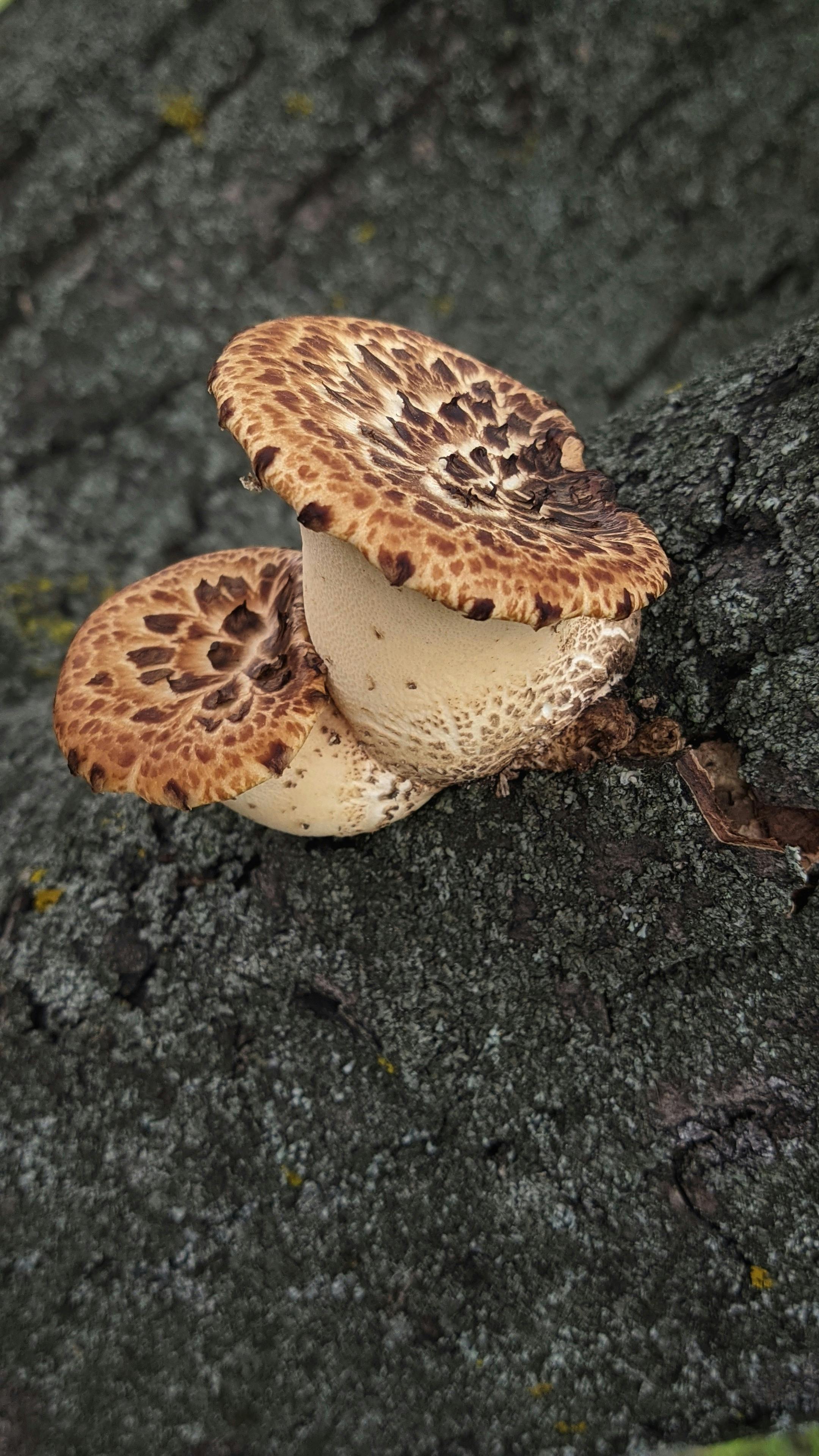 Фото и видео из коллекции «mushrooms» автора Ally Ross : 30