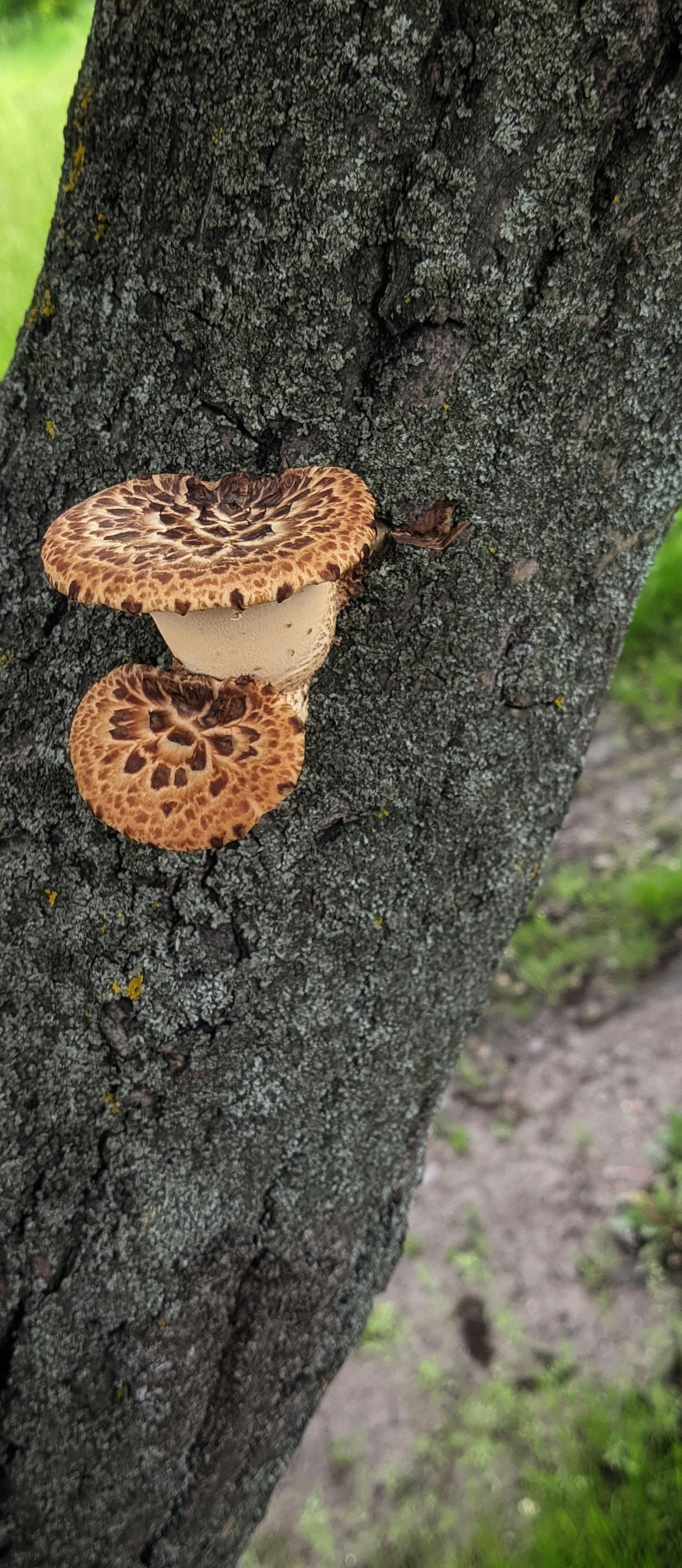 Фото и видео из коллекции «mushrooms» автора Ally Ross : 30