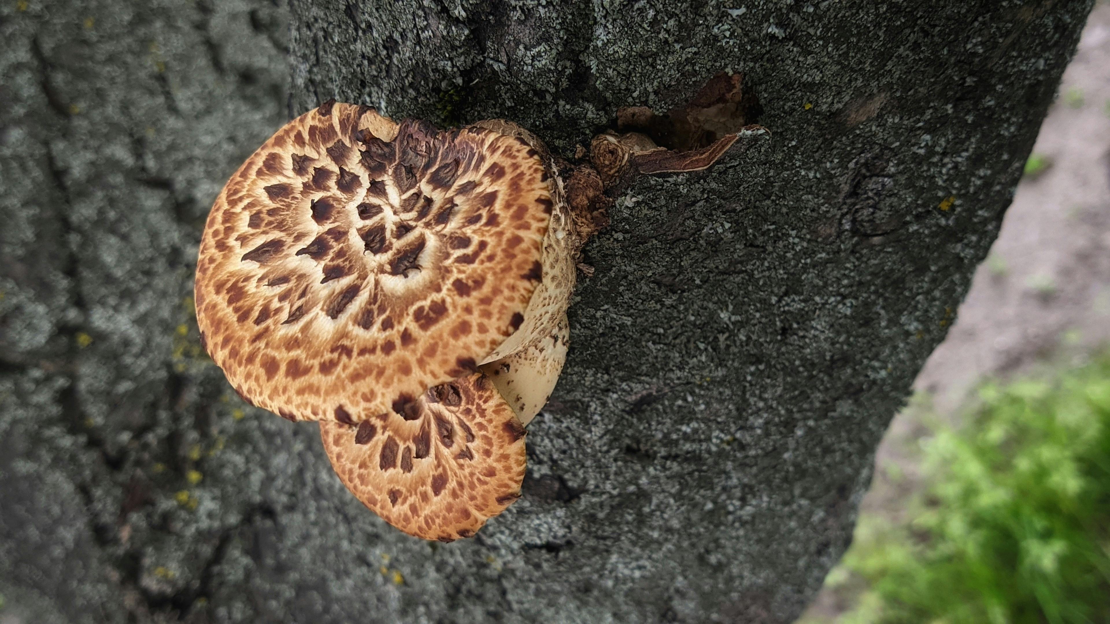 Фото и видео из коллекции «mushrooms» автора Ally Ross : 30