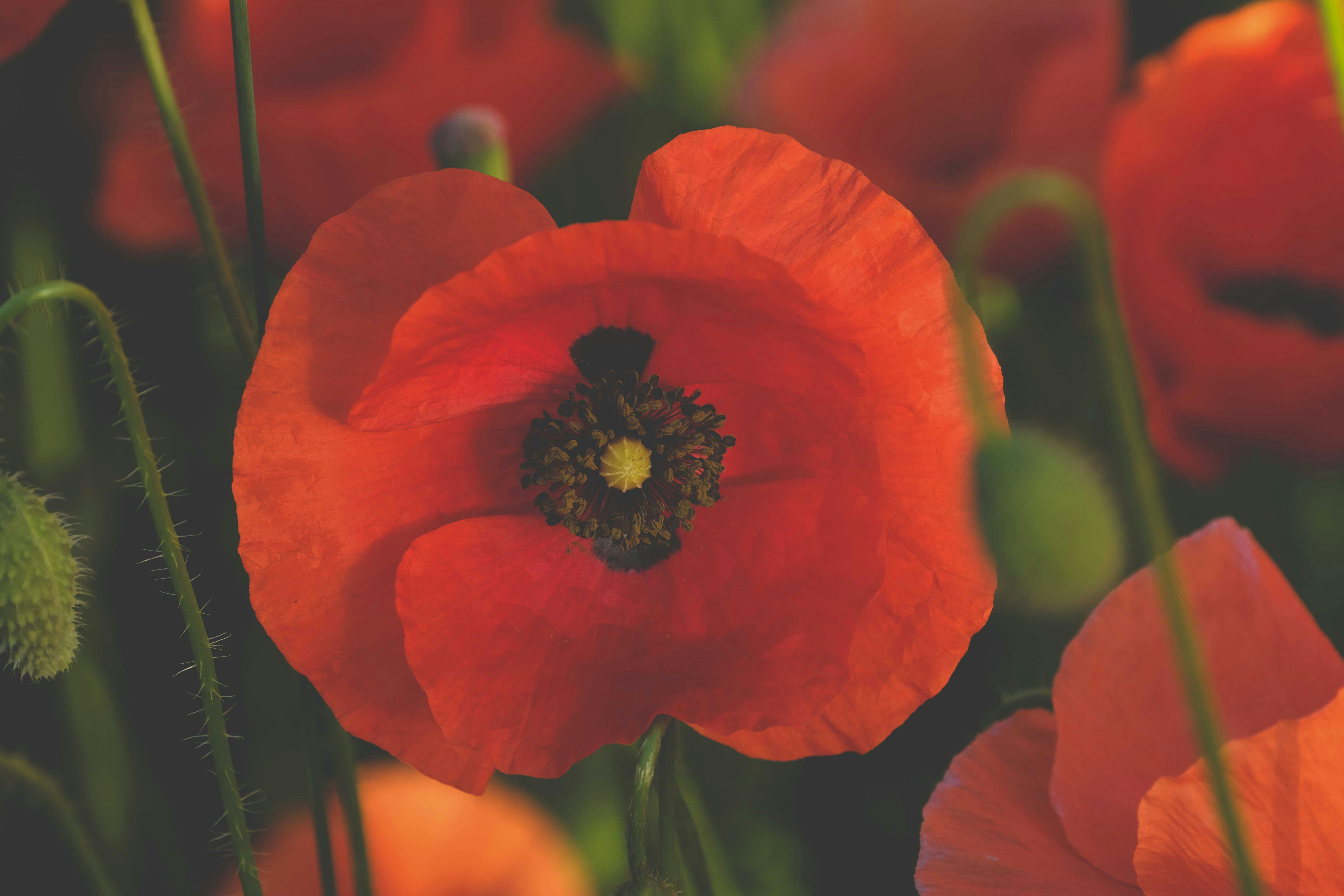 Close-Up Shot of Red Poppies in Bloom · Free Stock Photo