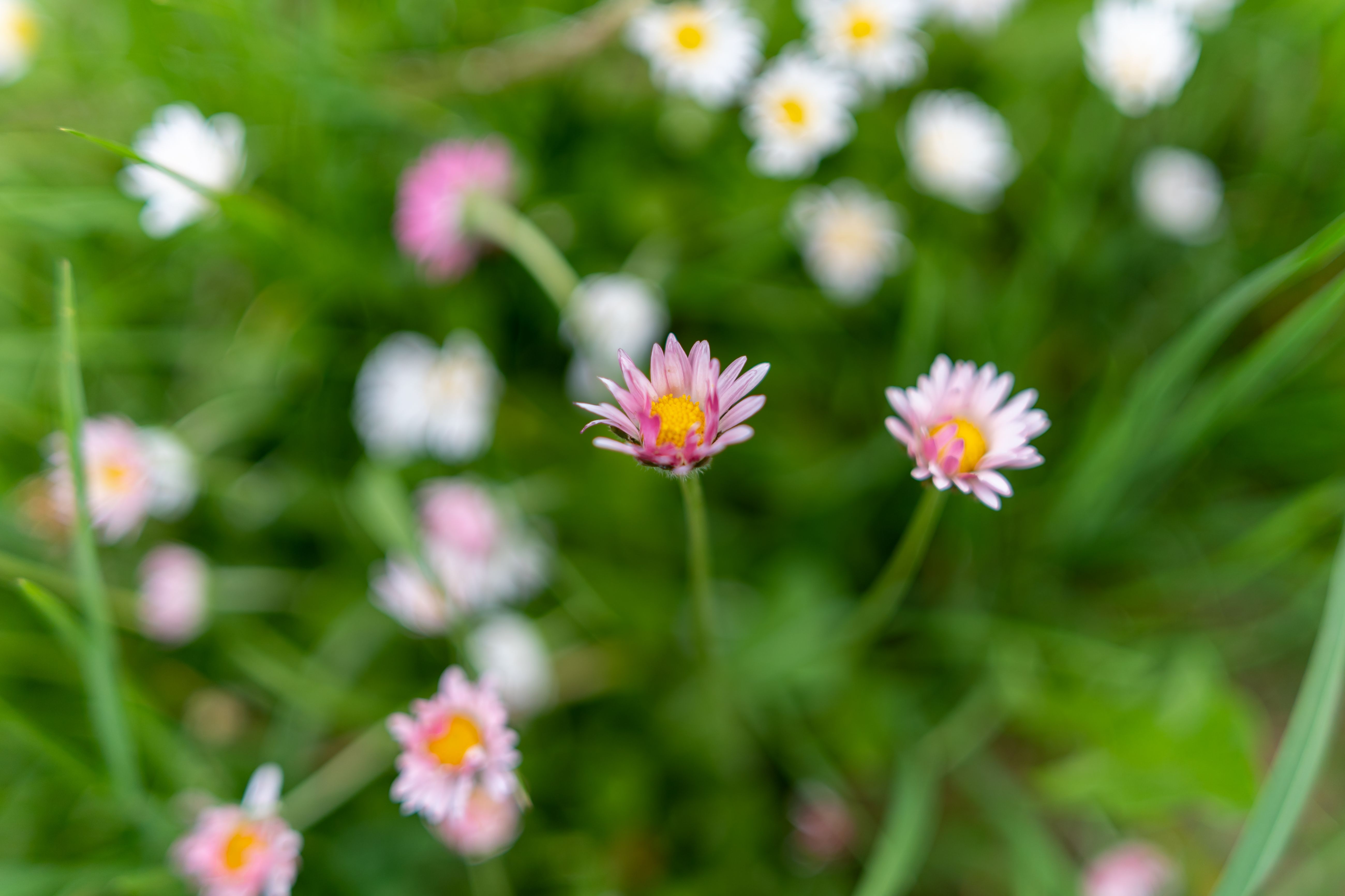 Close-Up Photo of Pink Geranium Flowers · Free Stock Photo