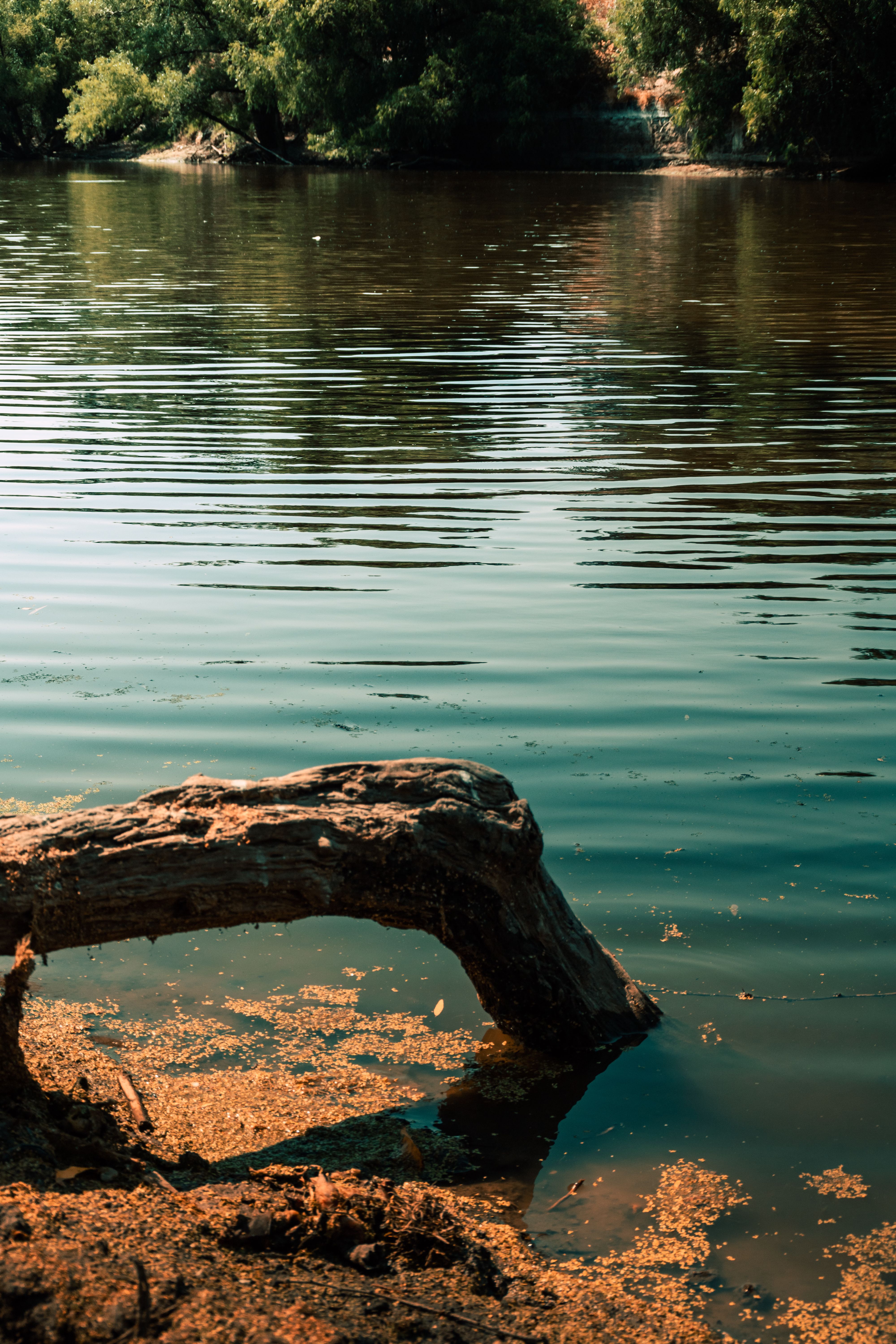 A Tree Trunk on the Lake · Free Stock Photo
