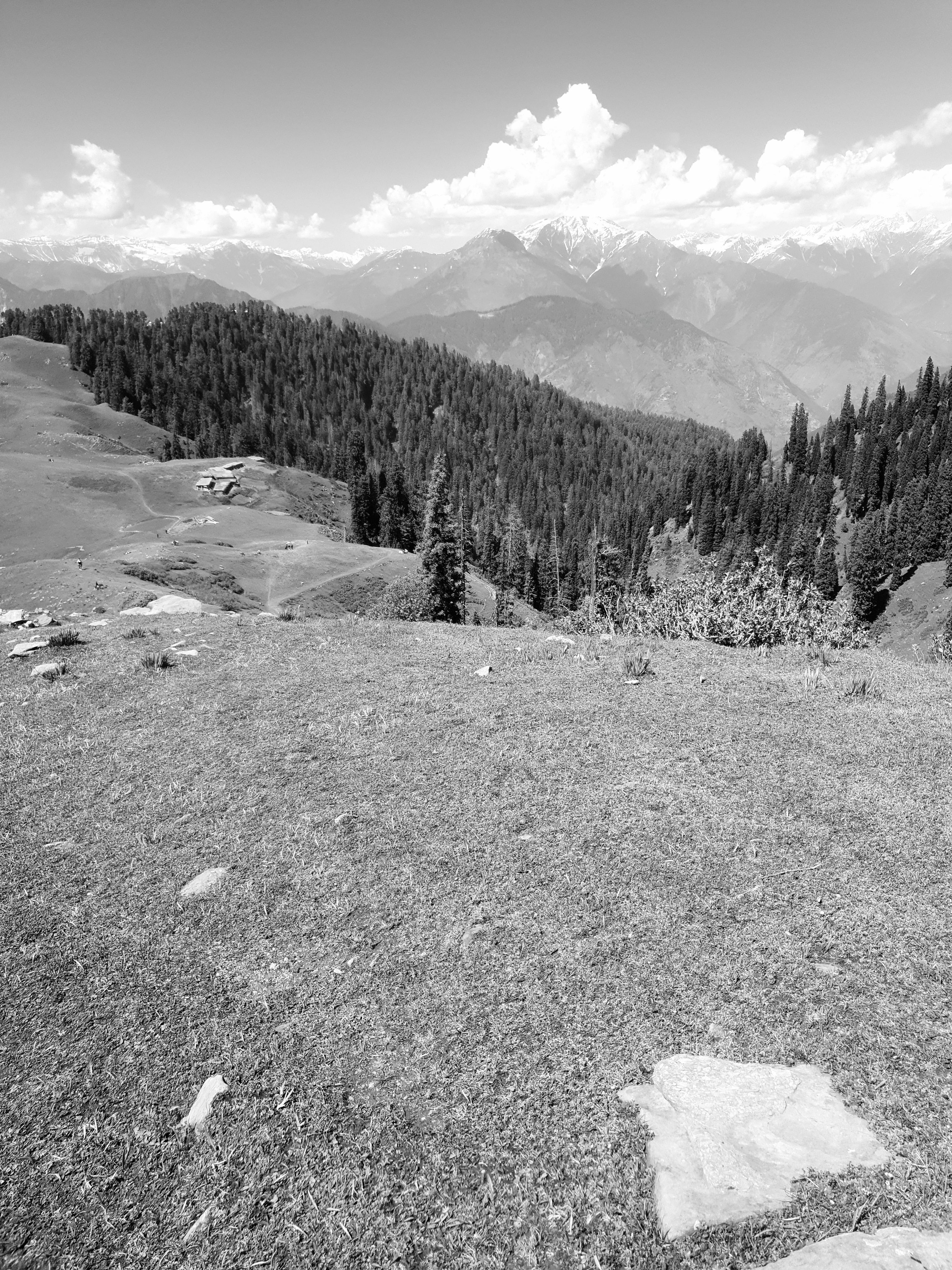Grayscale Photo of Trees and Mountain · Free Stock Photo
