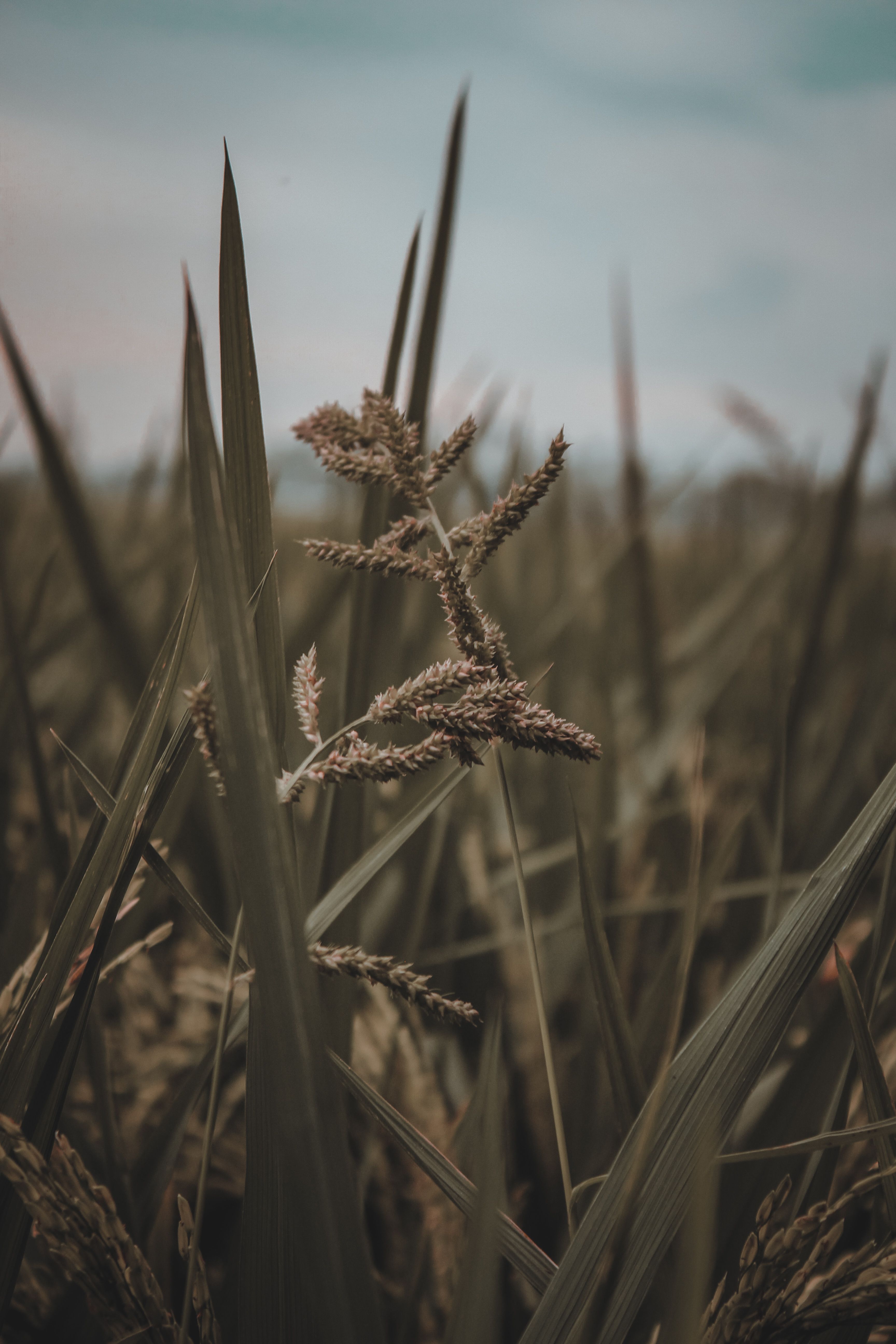 Wheat Plants in Close Up Photography · Free Stock Photo