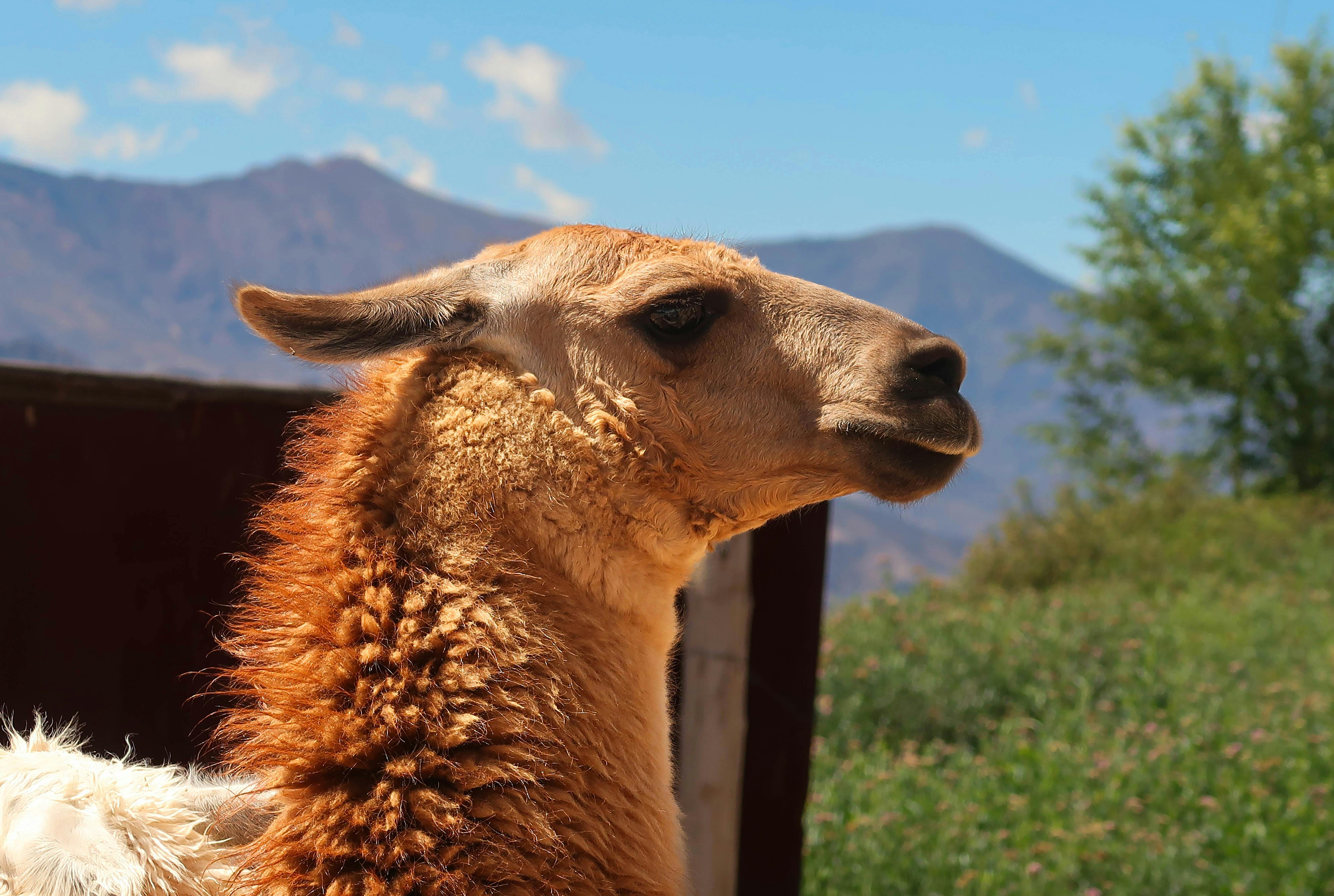 Head of a Llama in Close-up Shot · Free Stock Photo