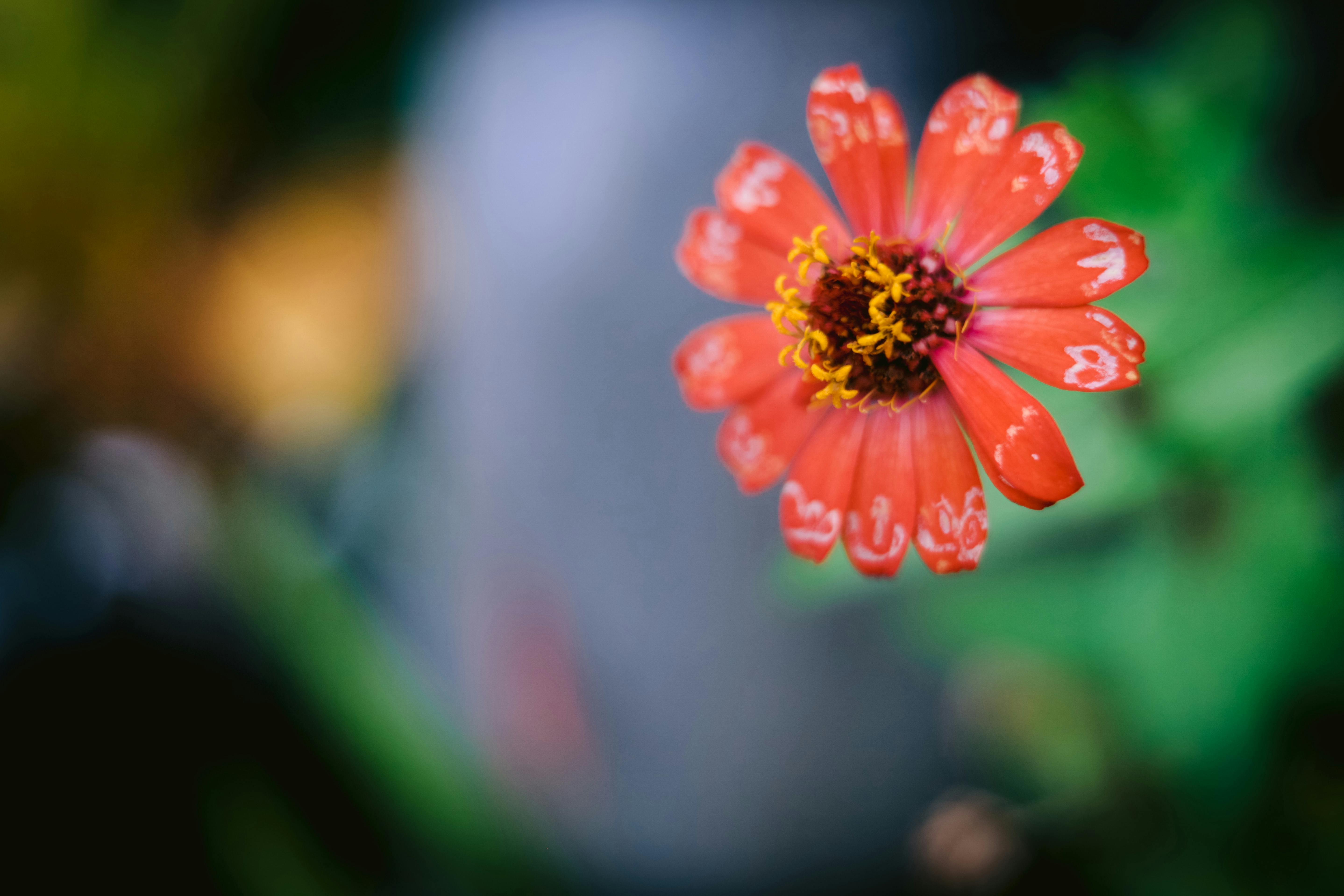 Beautiful Zinnia Photos, Download The BEST Free Beautiful Zinnia Stock ...