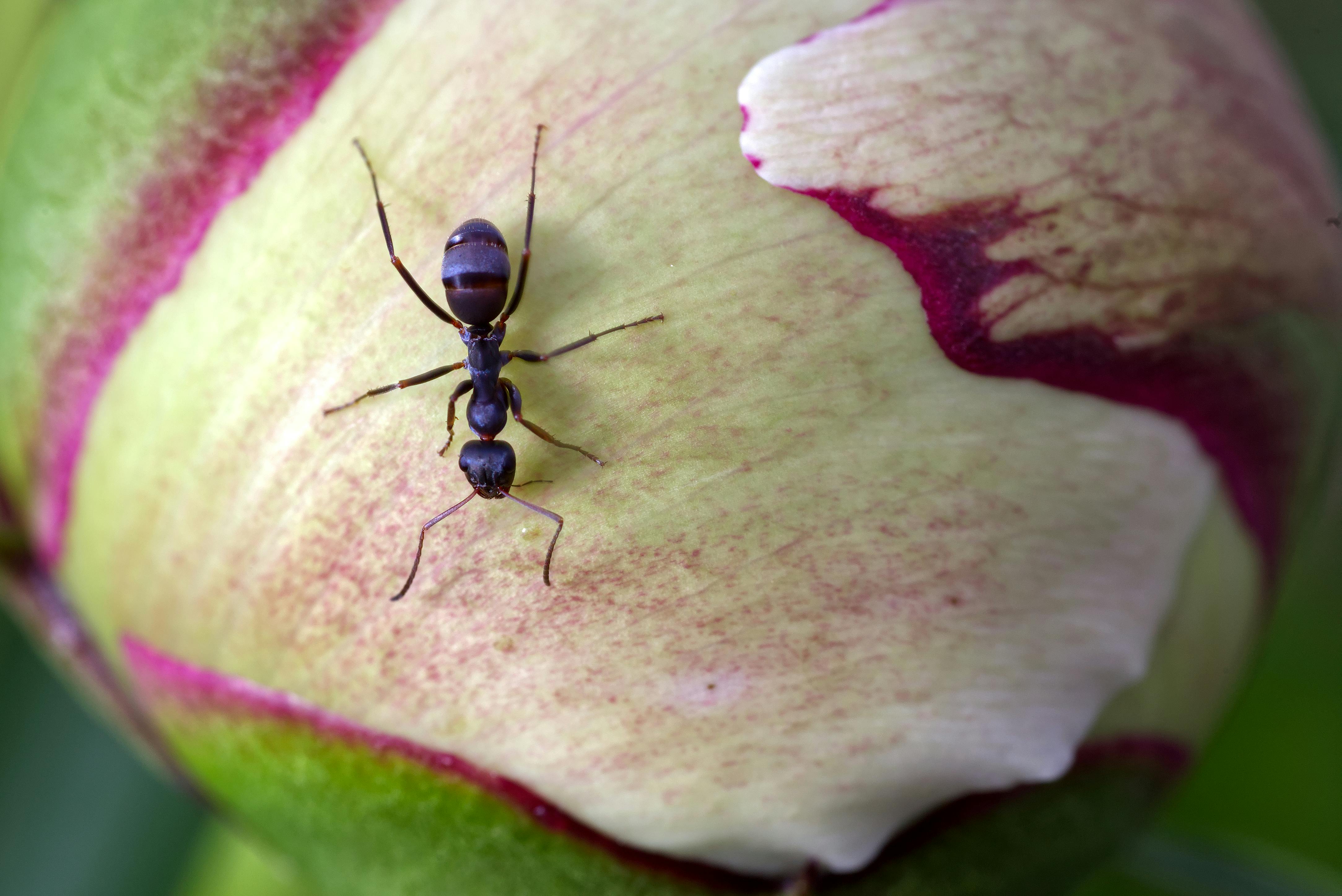 Black Ant on Flower Petal · Free Stock Photo