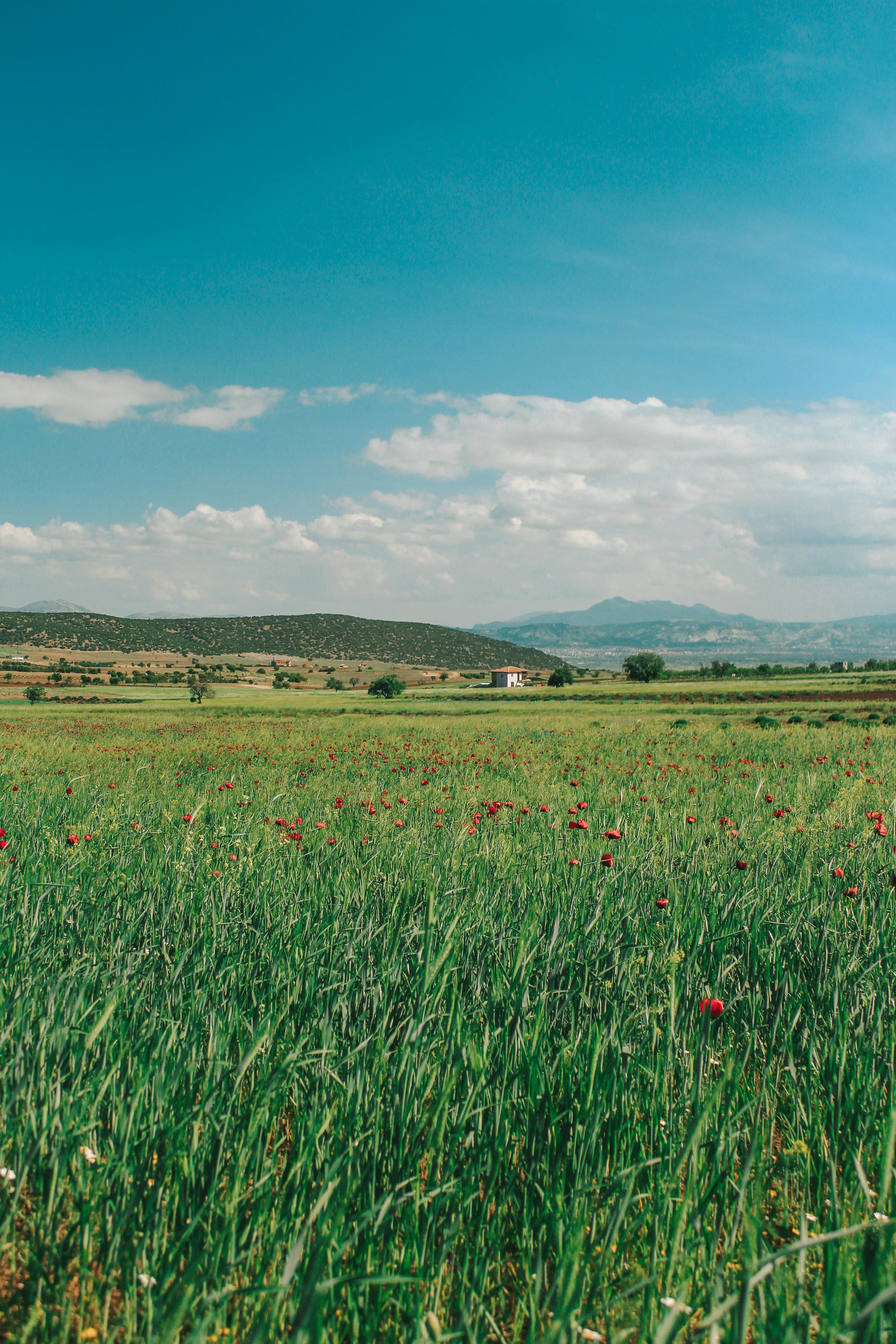 Flower Field · Free Stock Photo