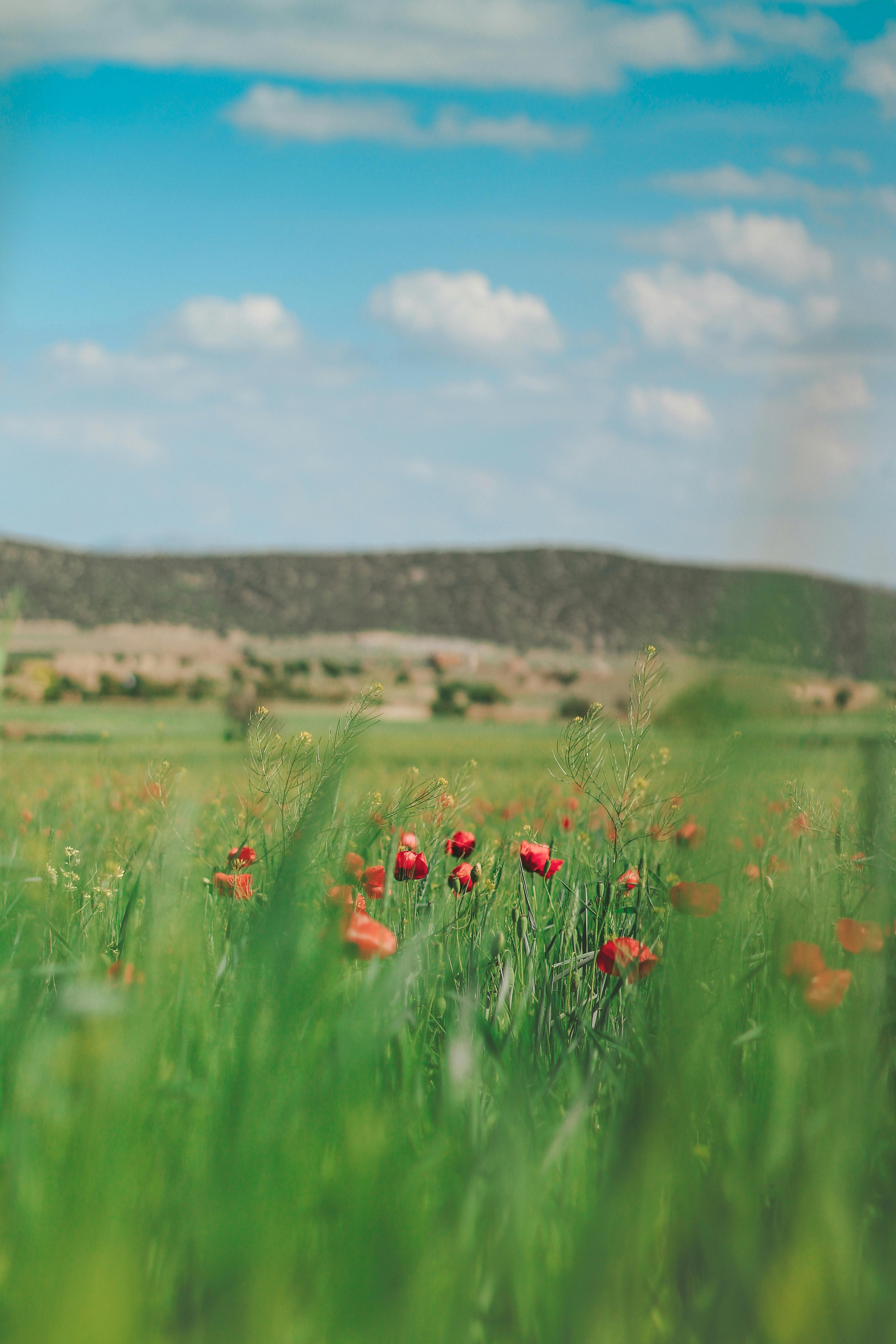 Red Flower Field Under Blue Sky and White Clouds · Free Stock Photo