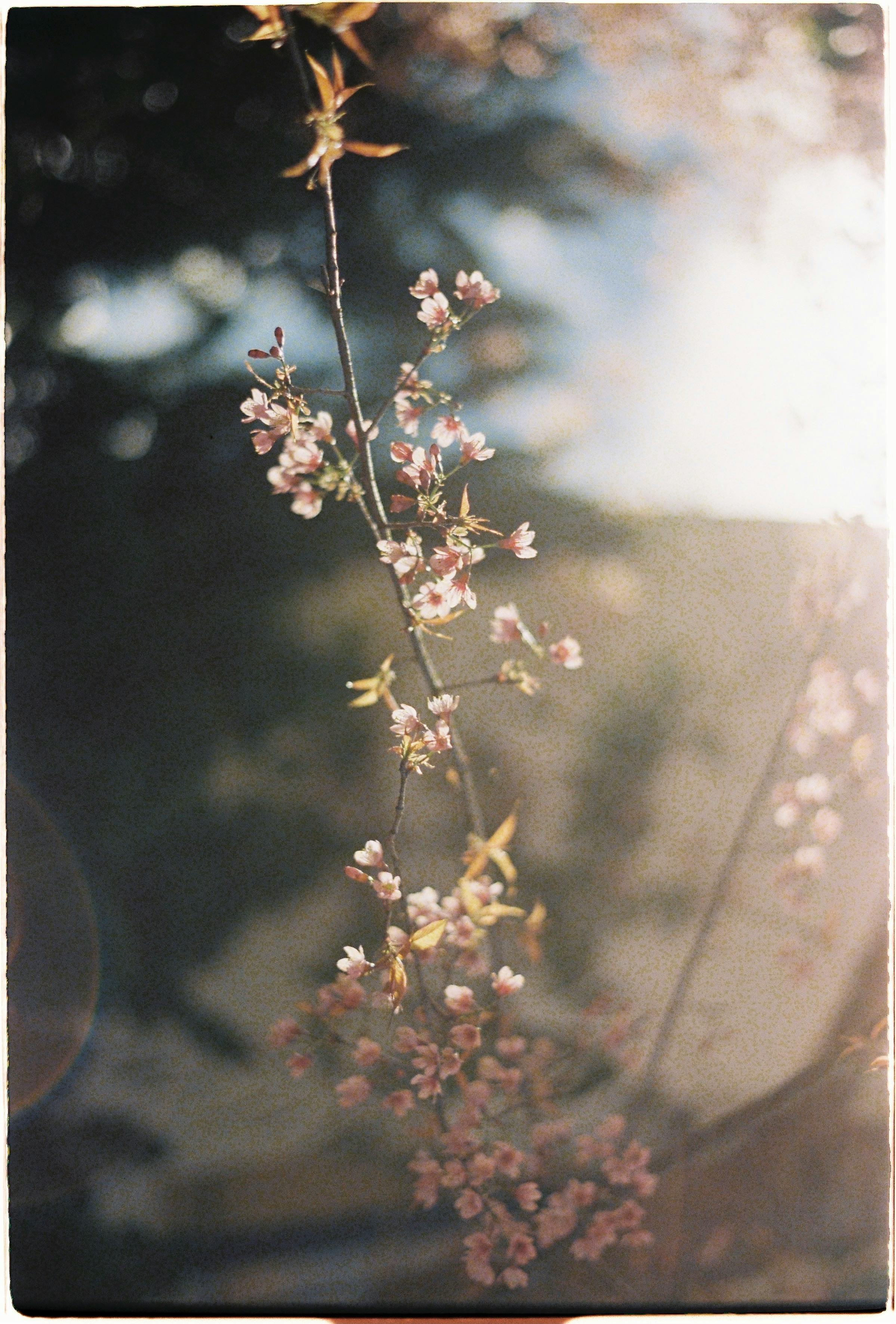Pink Cheery Blossom Flowers in Close-up Shot · Free Stock Photo