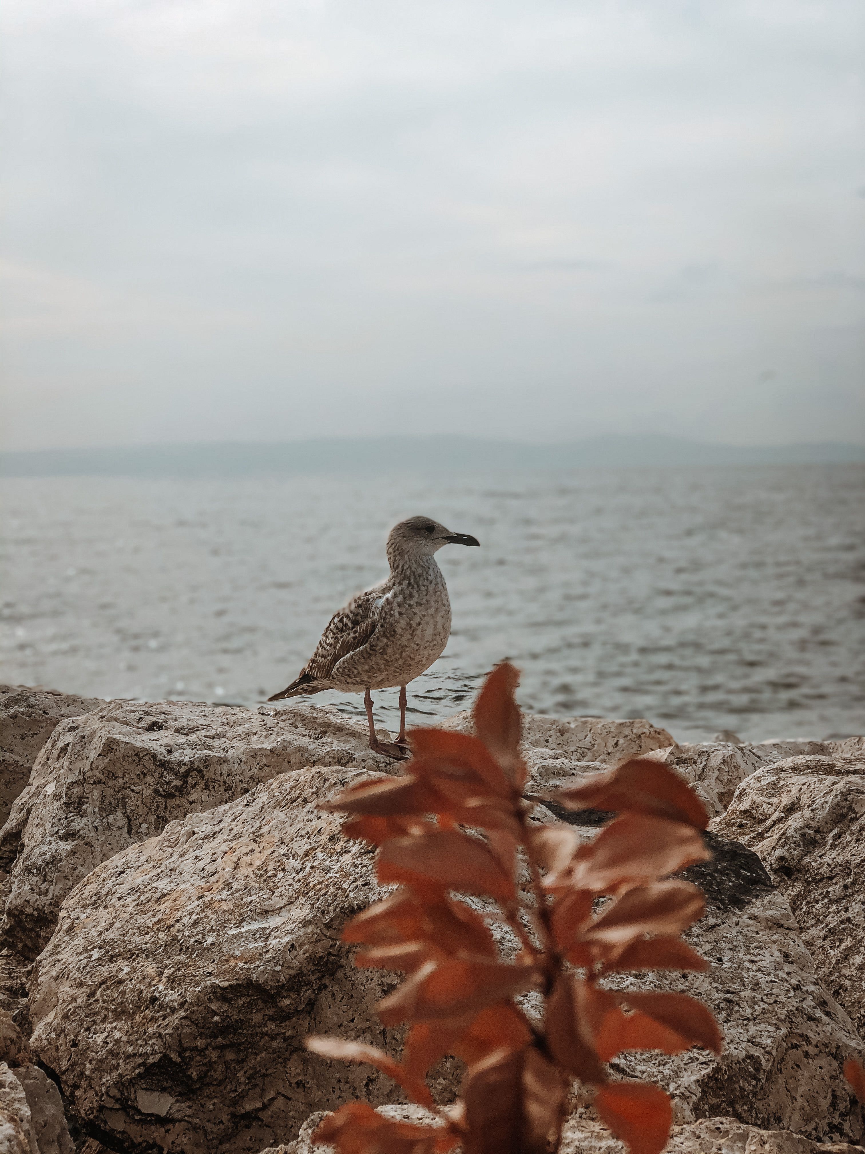 Photo of a Seagull on a Rock · Free Stock Photo